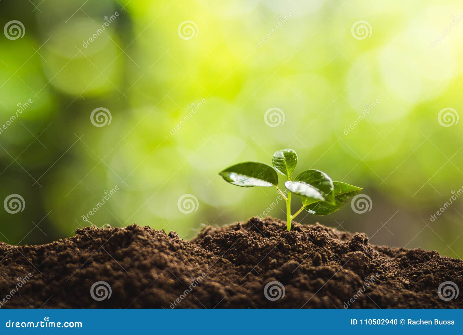 Planting Trees Tree Growth Seeding Fourth Step Seed Is A Tree. Royalty ...