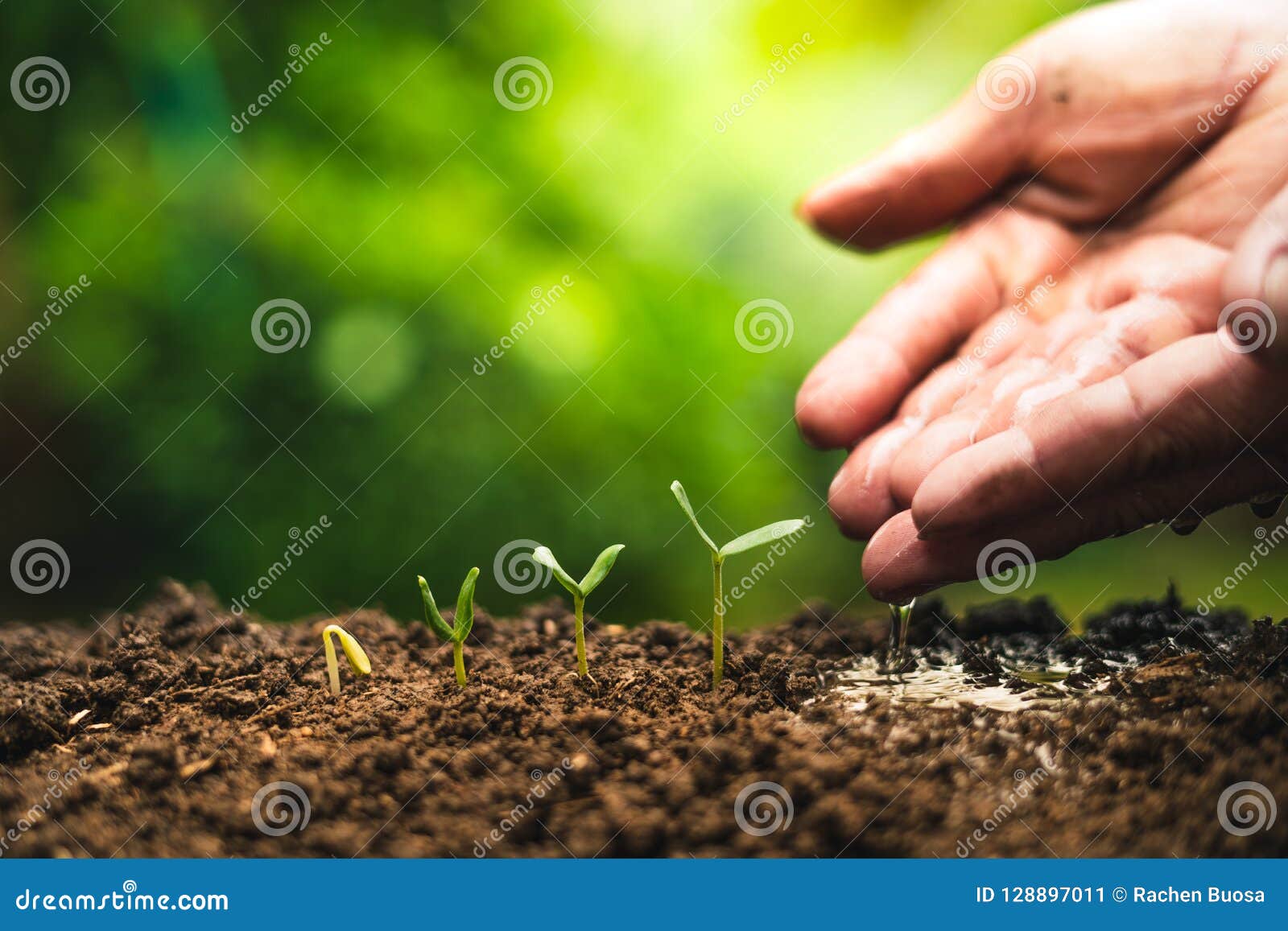 Planting Trees.Tree Growth,Seedling in Nature Green and Gold Stock ...