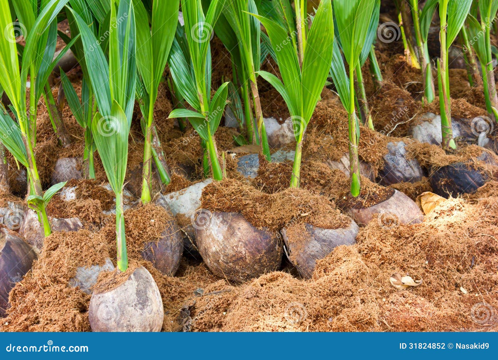 Planting trees stock photo. Image of germ, green, forest - 31824852