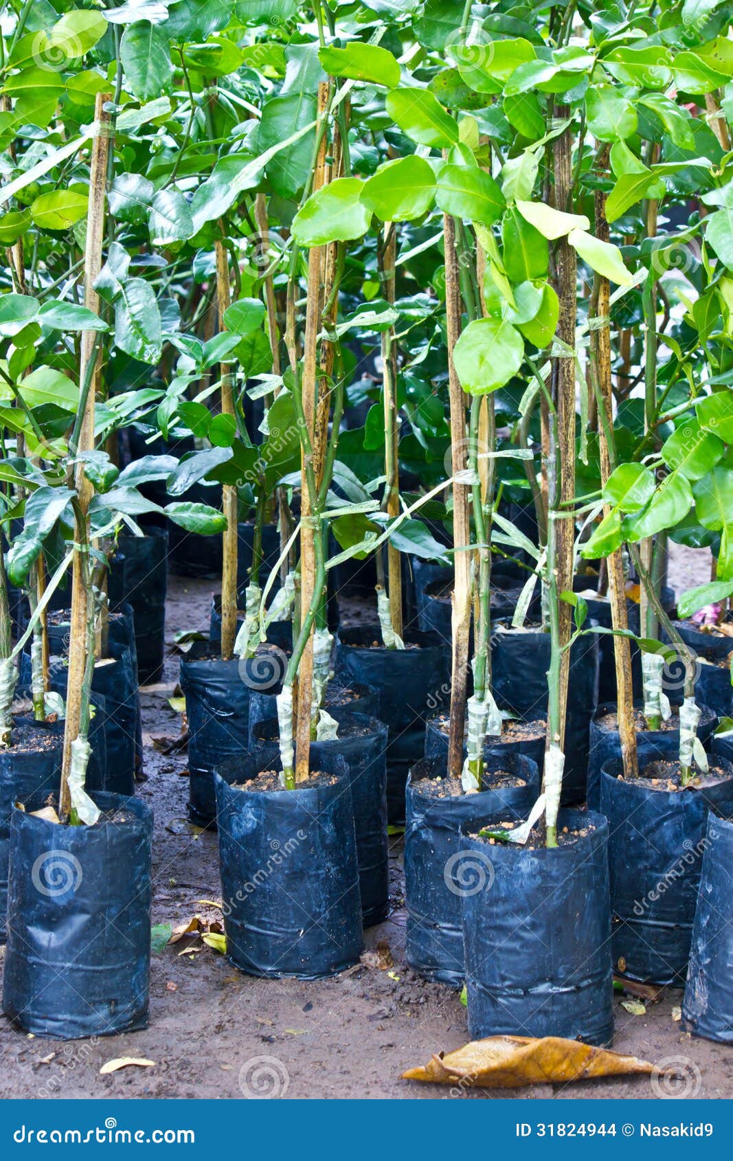 Planting trees stock photo. Image of plant, seed, nourish - 31824944