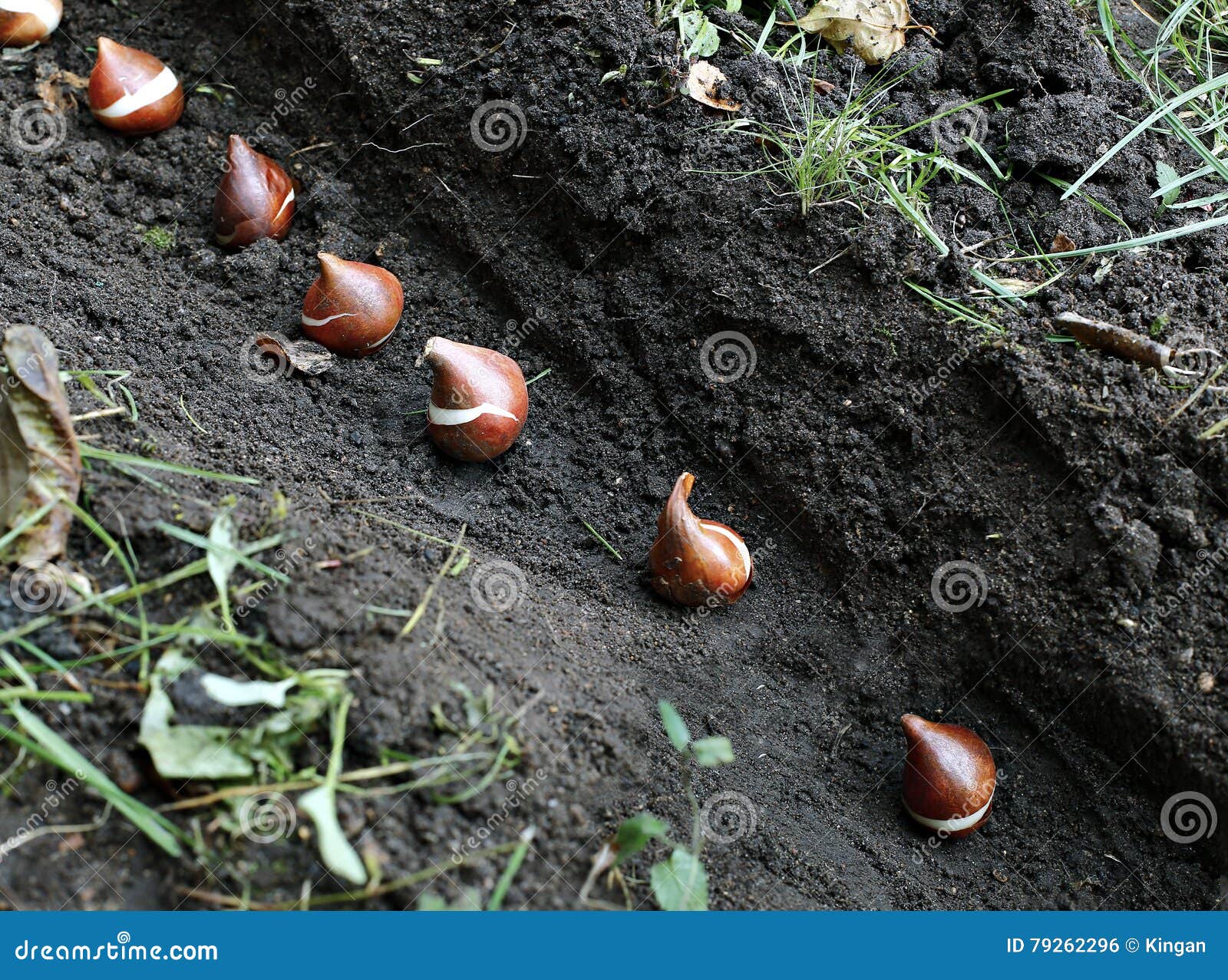Planting of Tulip Bulbs in the Soil Stock Photo - Image of plant ...
