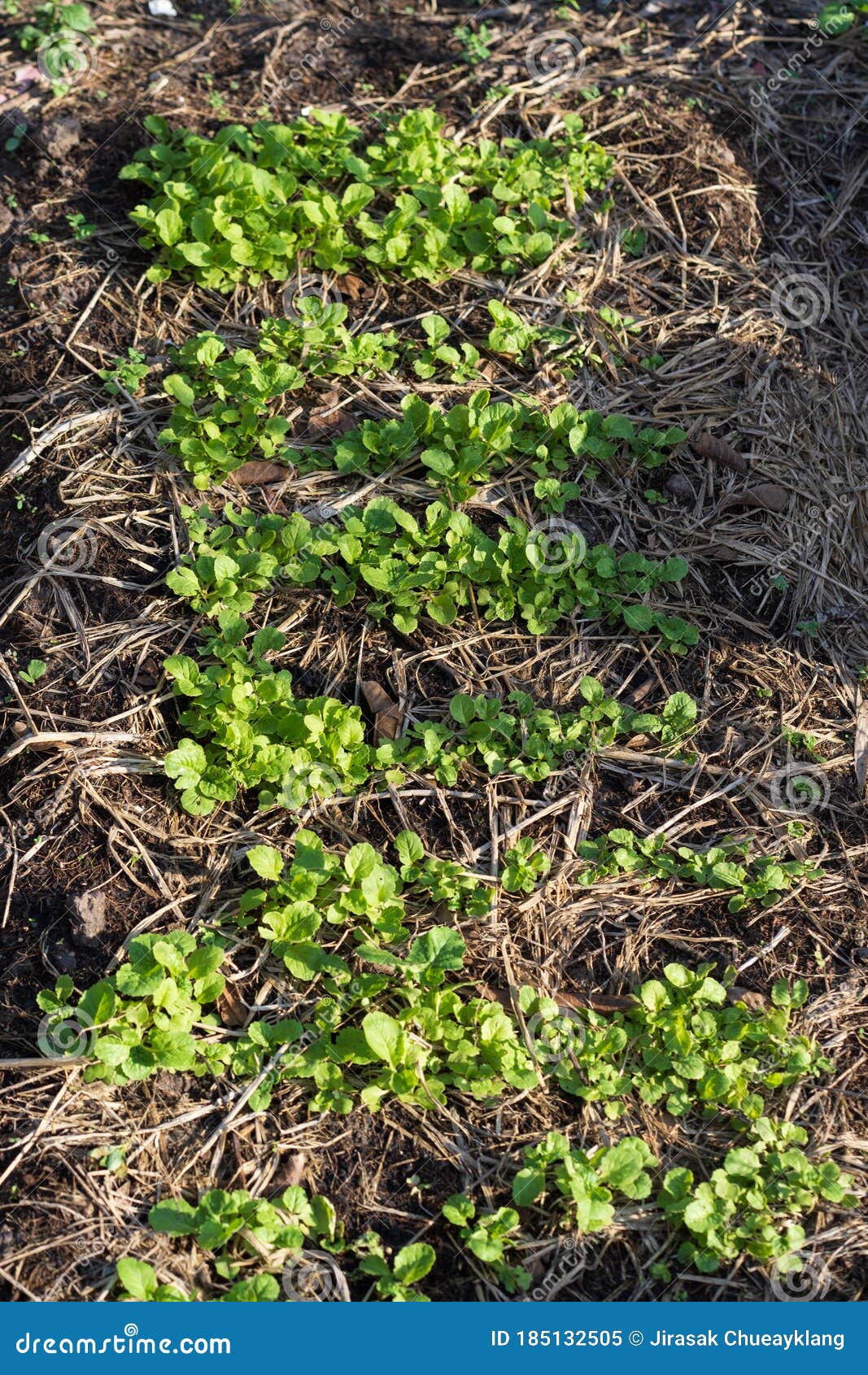 Planting Turnips on the Soil Plot Stock Image - Image of summer ...
