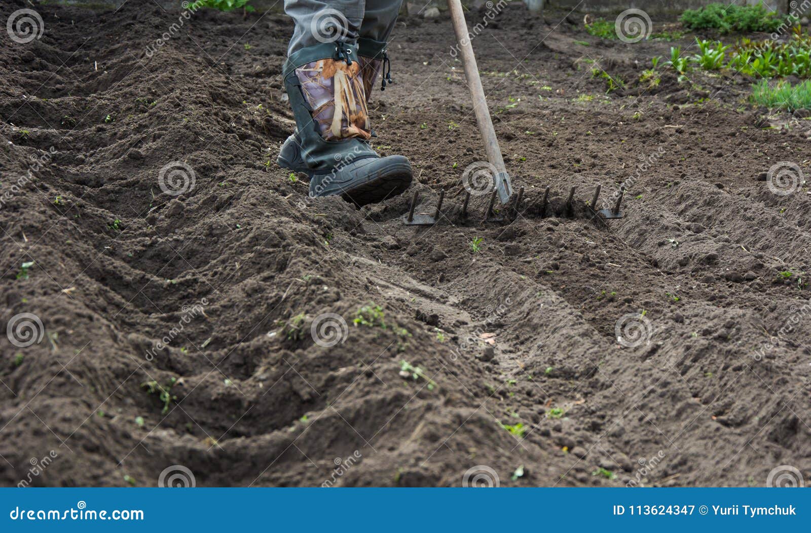 Planting Vegetable Beds with Rake Stock Image - Image of fieldwork ...