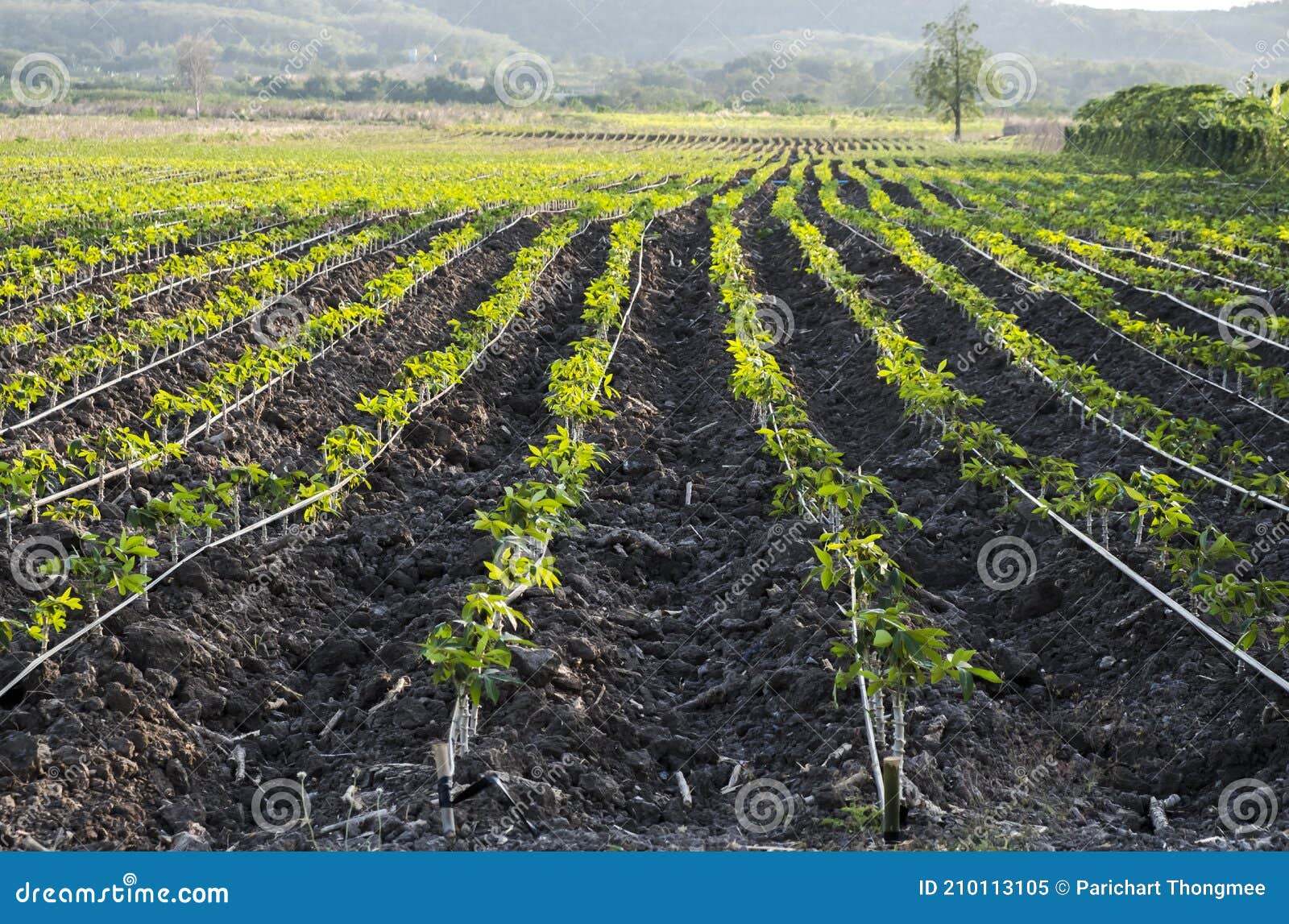 Planting Vegetables in Long Rows . Conventional Horizontal Farming or ...