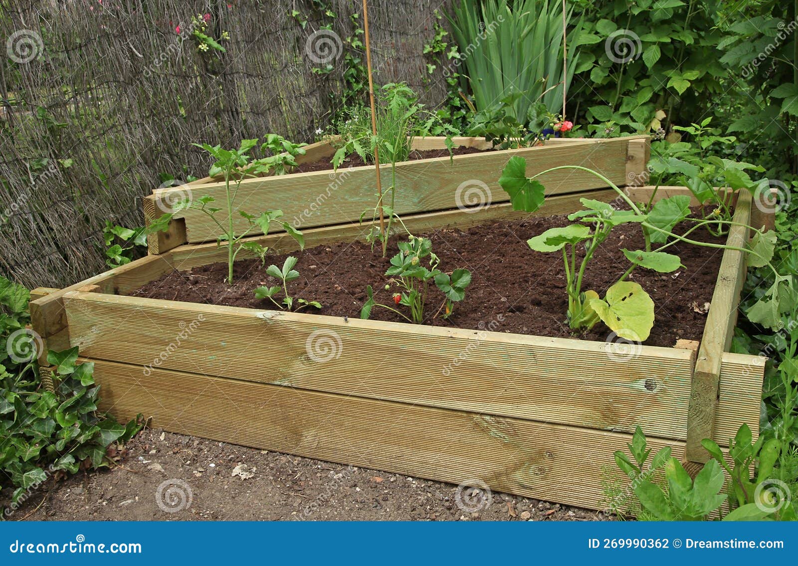 Planting of Vegetables and Plants in Vegetable Garden Squares Stock ...