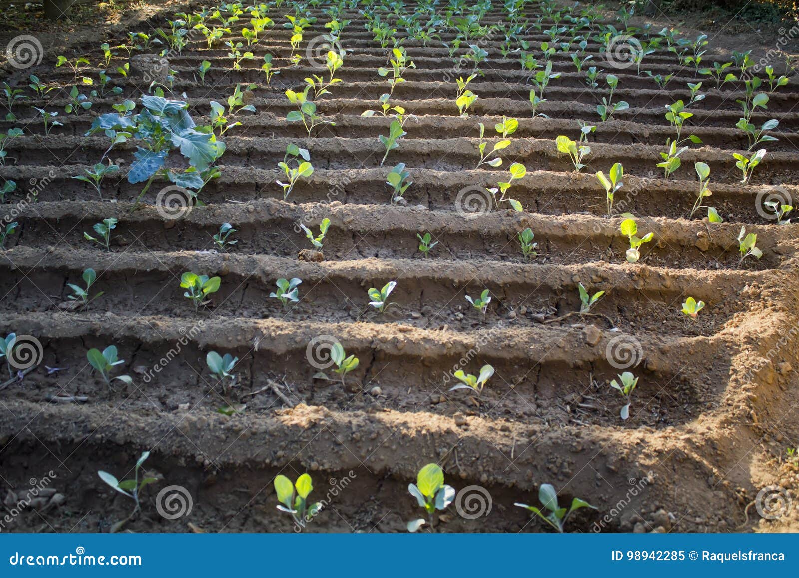 Cultivated field stock image. Image of soil, fresh, field - 98942285