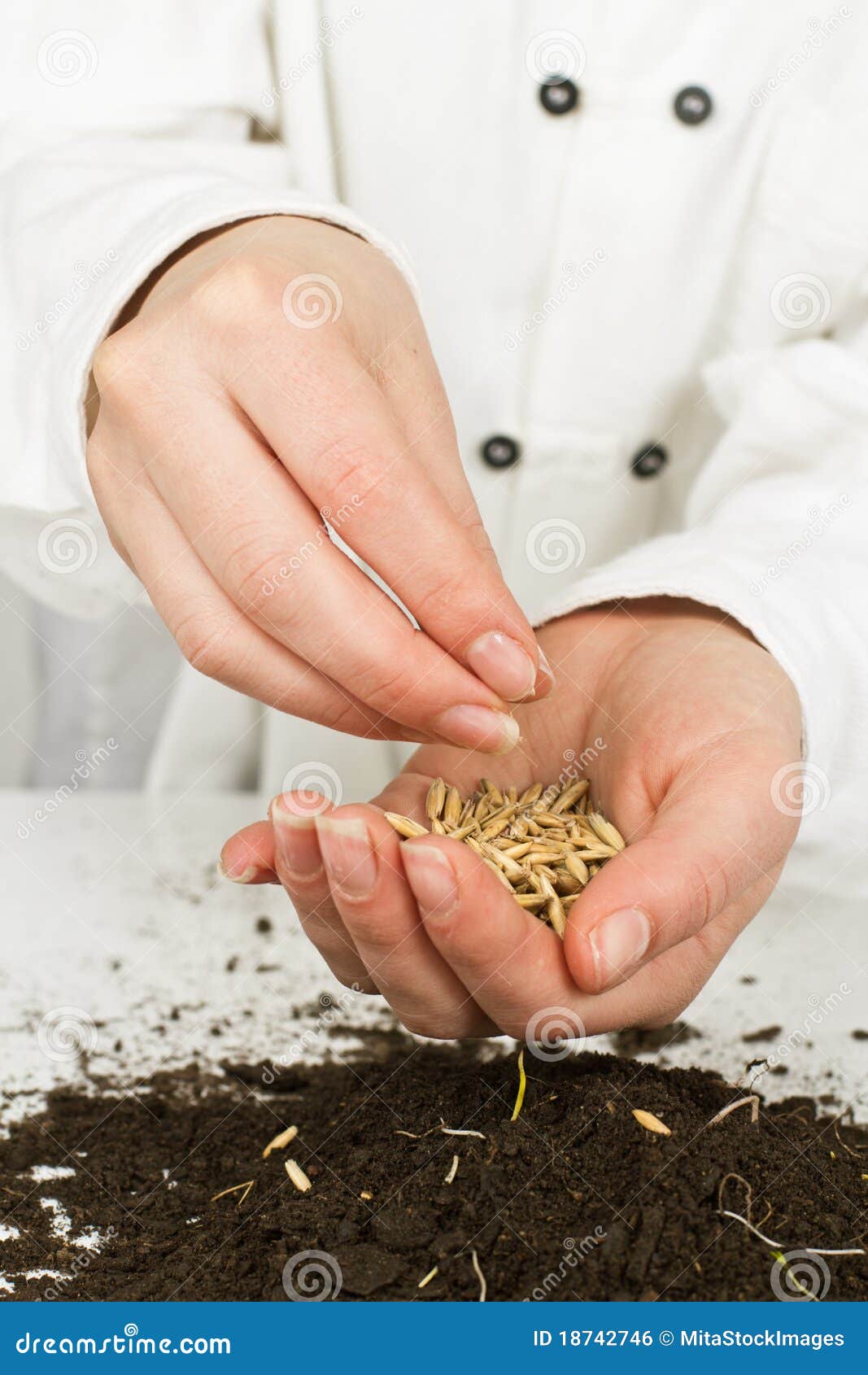 Planting of wheat stock photo. Image of cereal, farming - 18742746