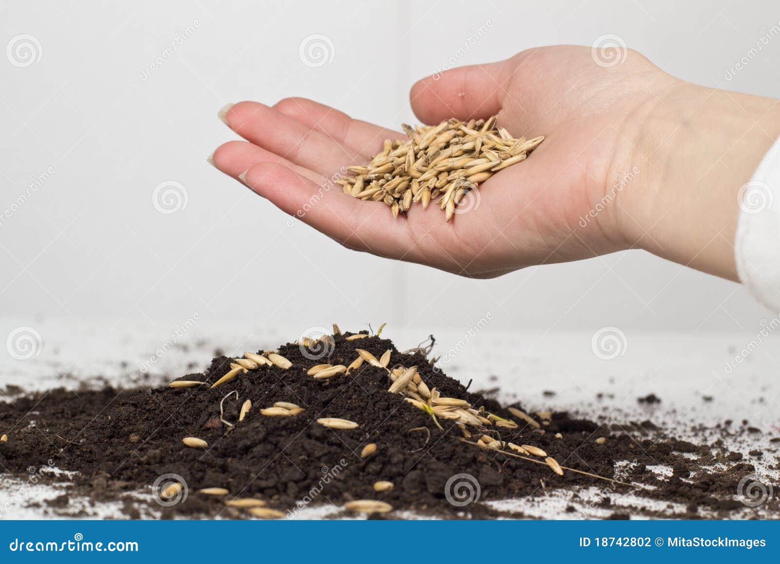 Planting of wheat stock photo. Image of seedling, plant - 18742802