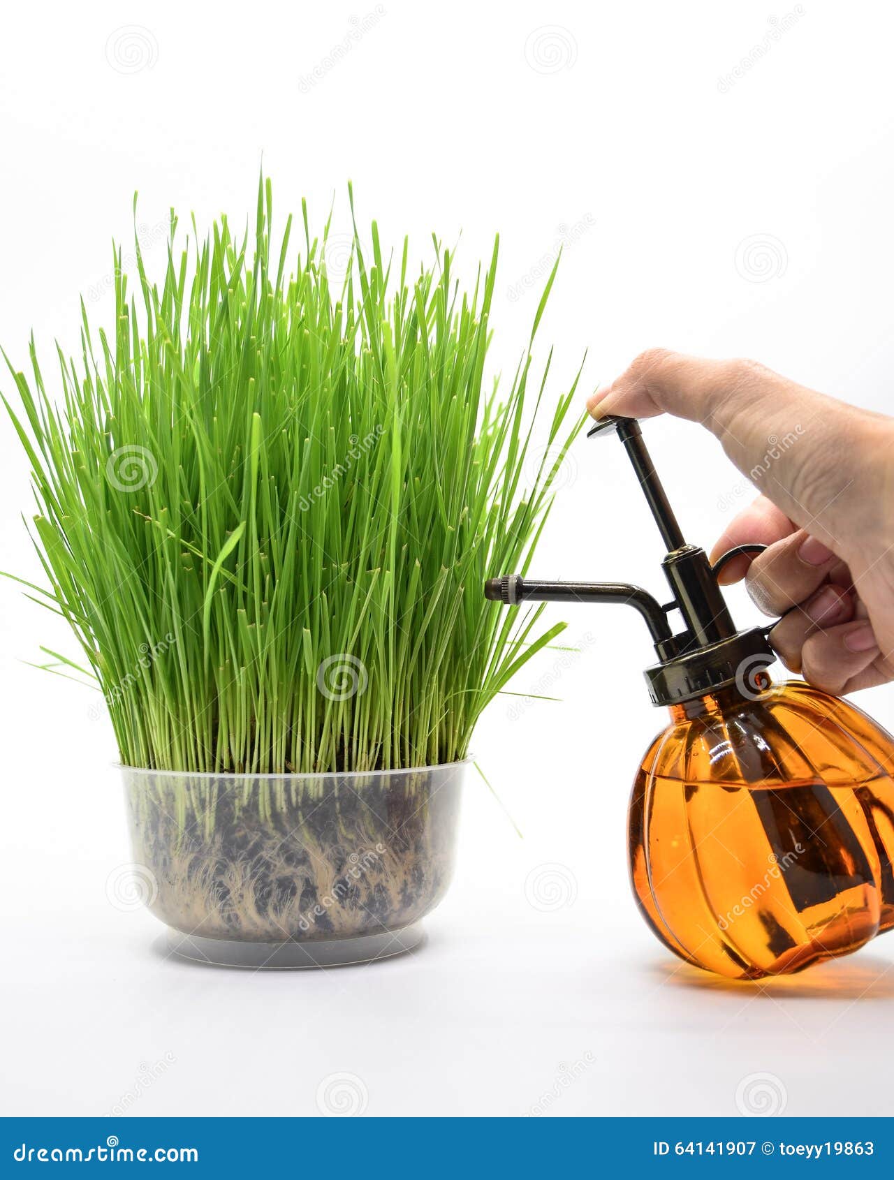 Planting wheat stock image. Image of food, black, asia - 64141907