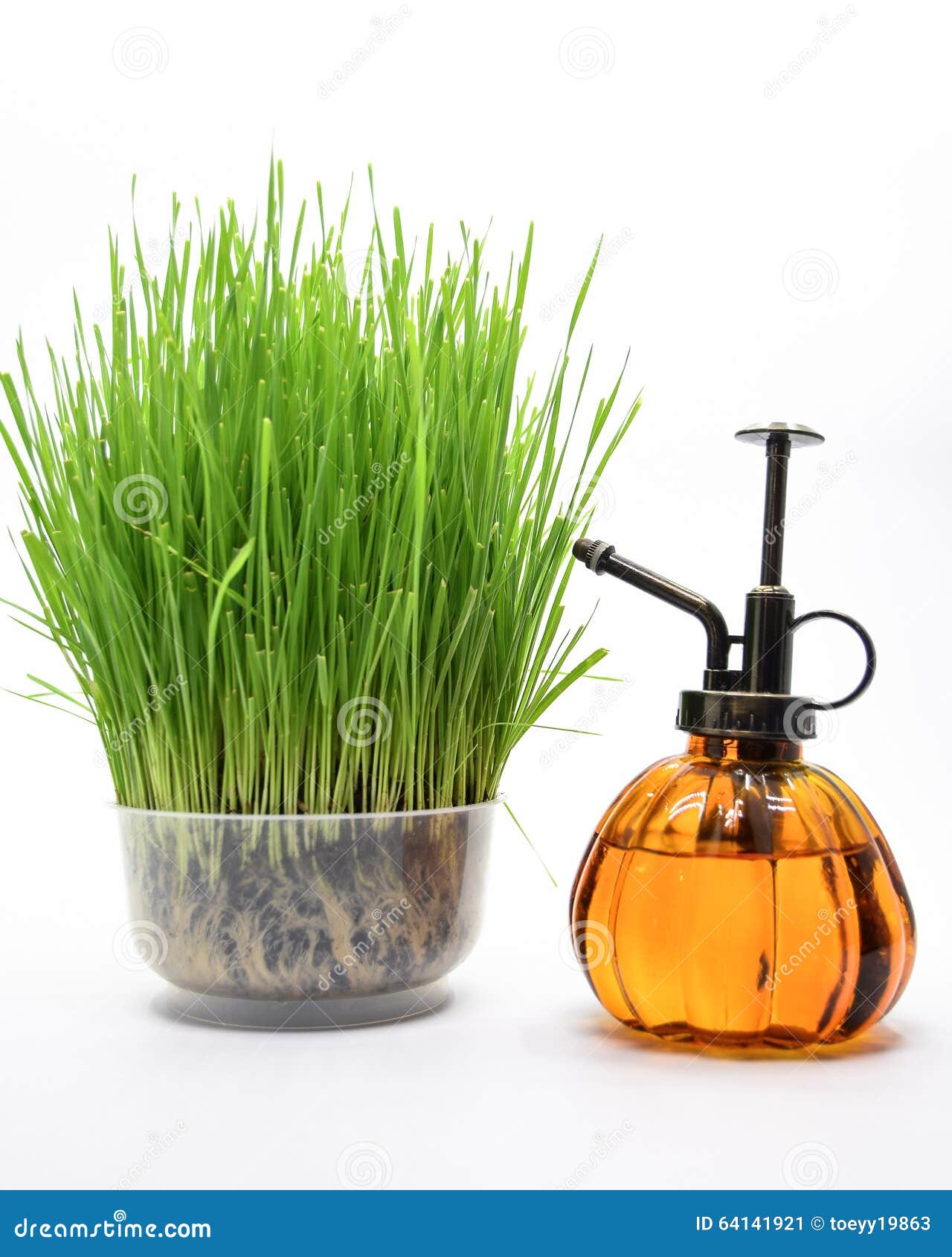 Planting wheat stock image. Image of argricultural, water - 64141921