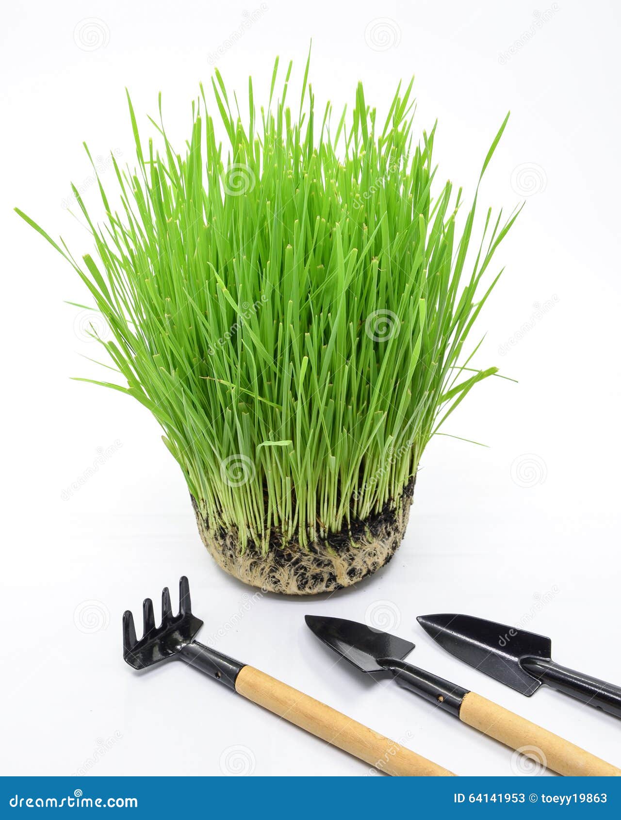 Planting wheat stock image. Image of grow, food, plastic - 64141953