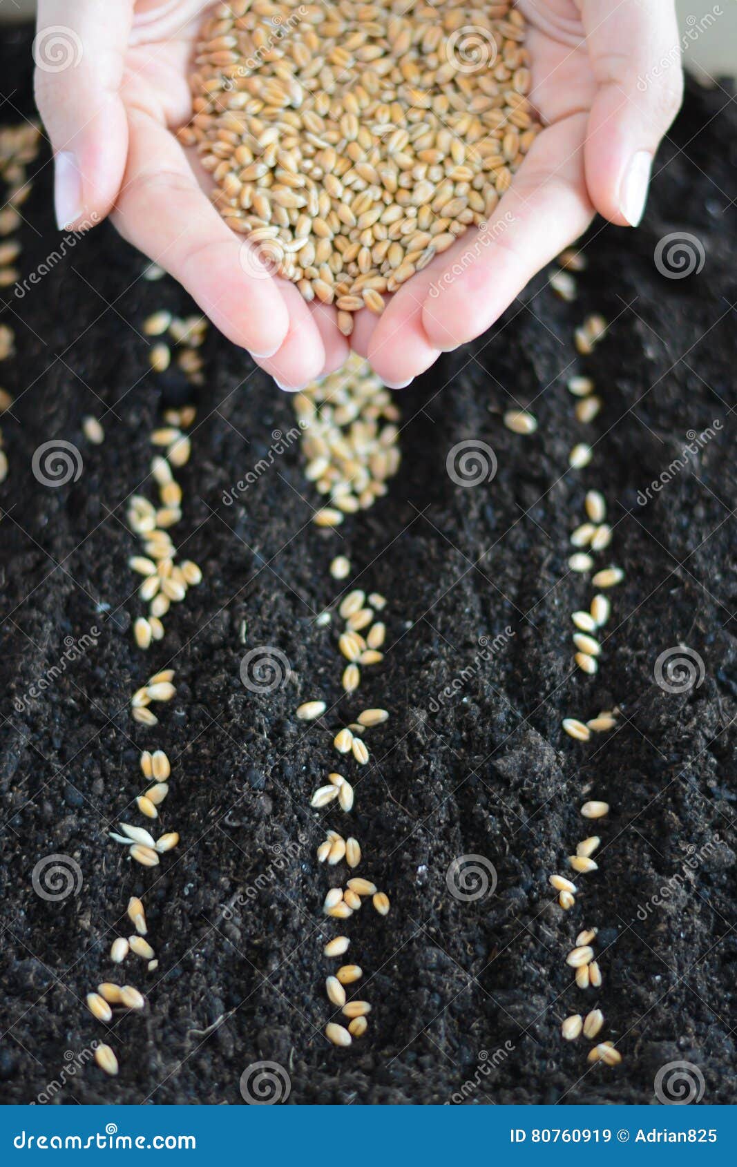 Planting Wheat Seeds into the Ground Stock Image - Image of human, home ...