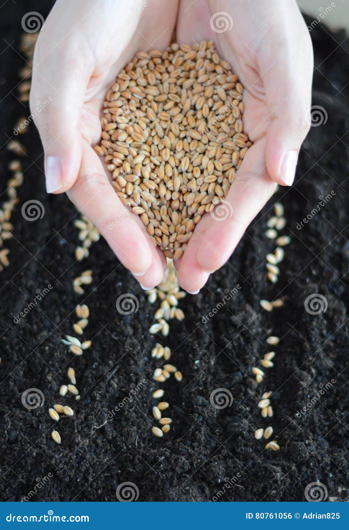 Planting Wheat Seeds in Soil Stock Photo - Image of earth, alimentation ...