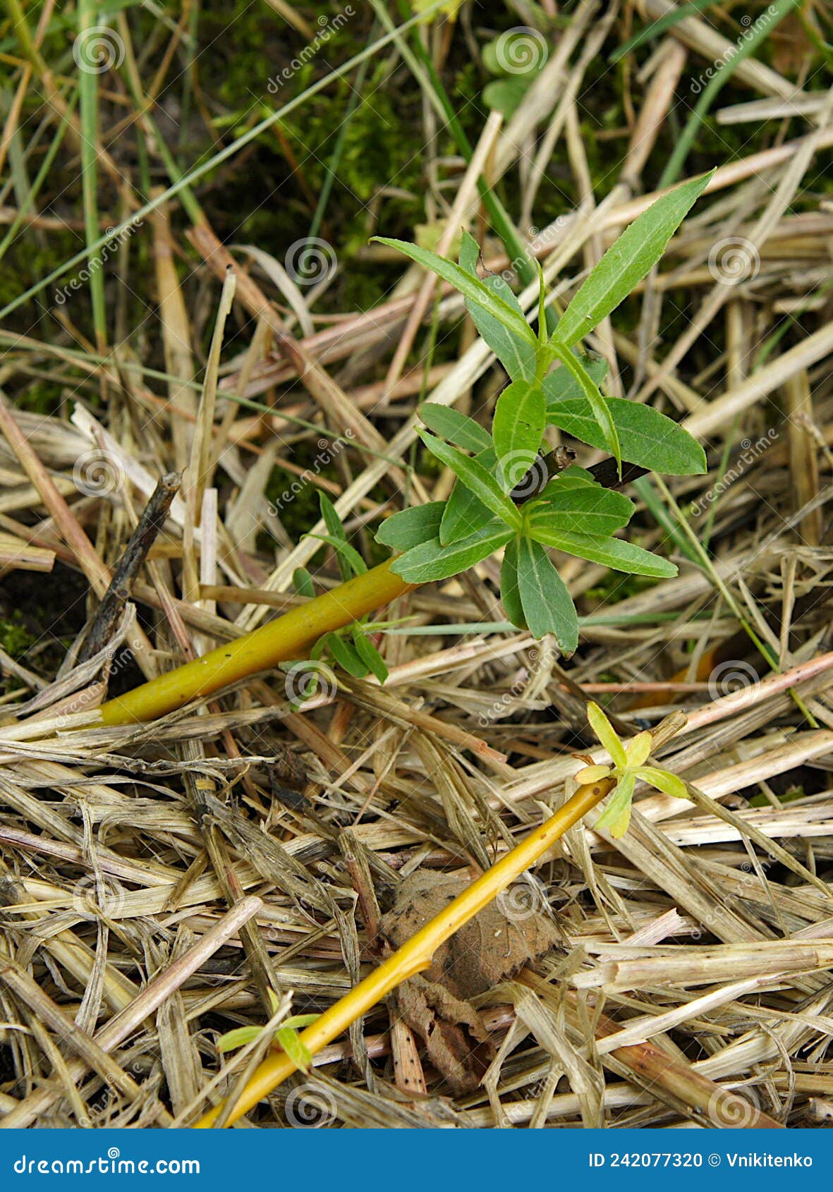 Planting Willow Cuttings stock photo. Image of trunk - 242077320