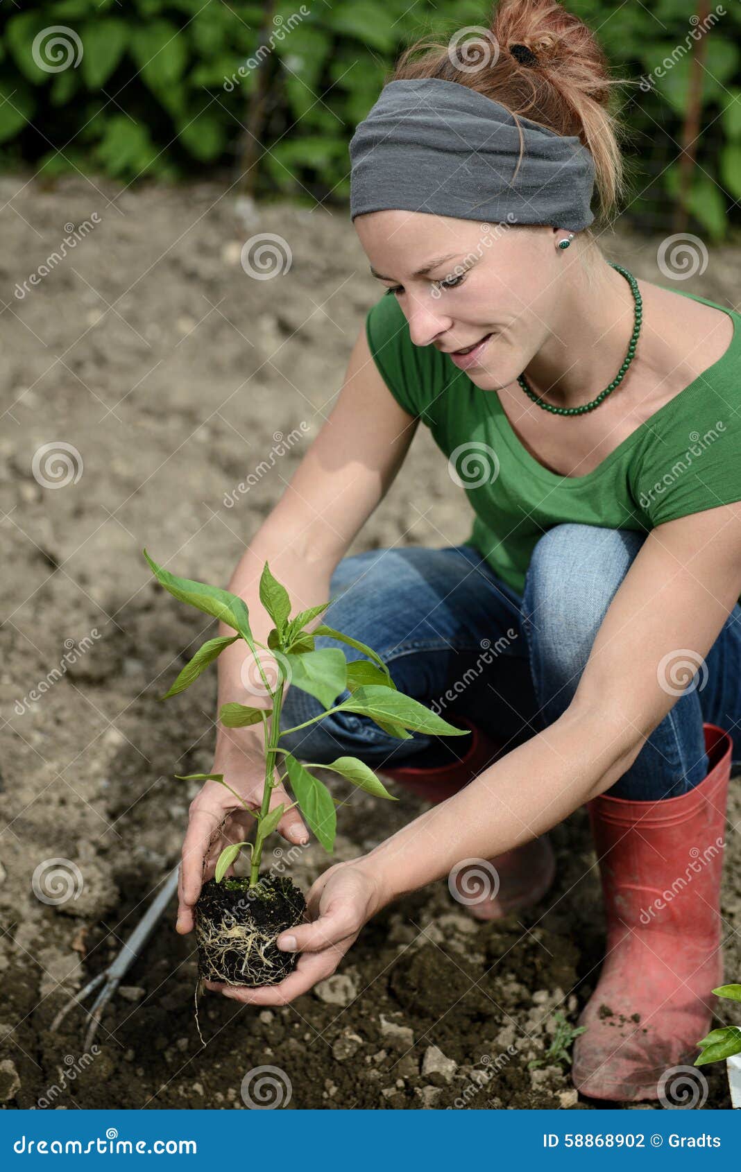 Planting stock photo. Image of plant, soil, planting - 58868902