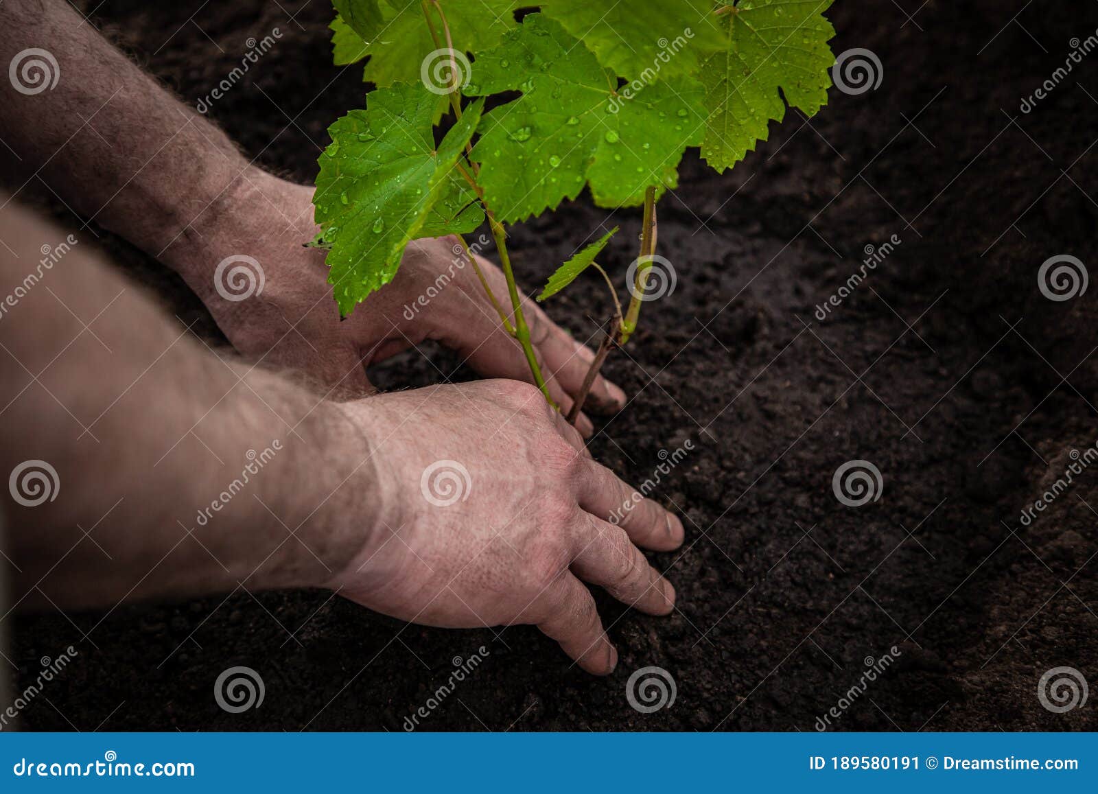 Planting a Young Grape Tree in the Ground Stock Image - Image of grape ...