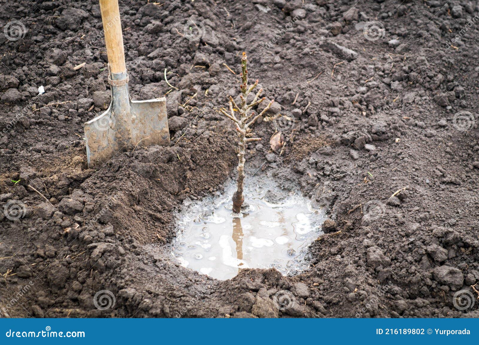 Planting a Young Pear Seedling in the Garden Using a Shovel in Spring ...