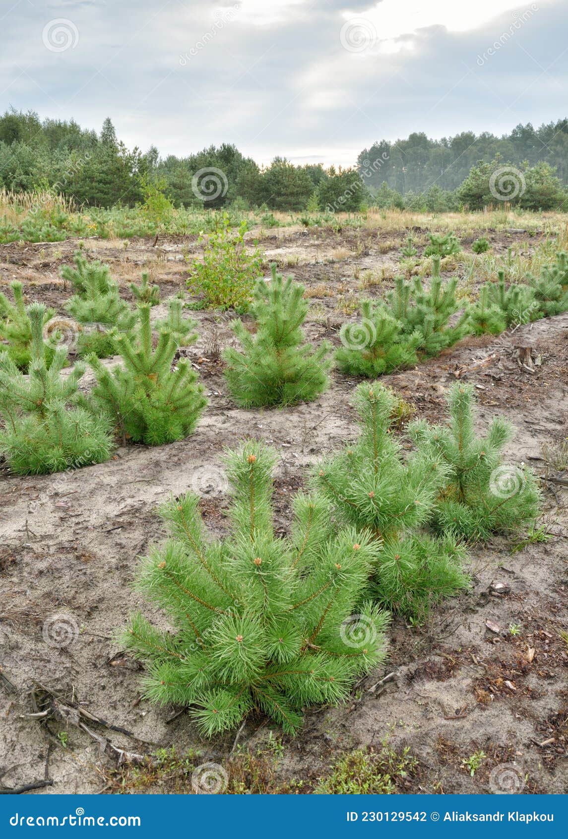 Planting of young pines stock photo. Image of woods - 230129542