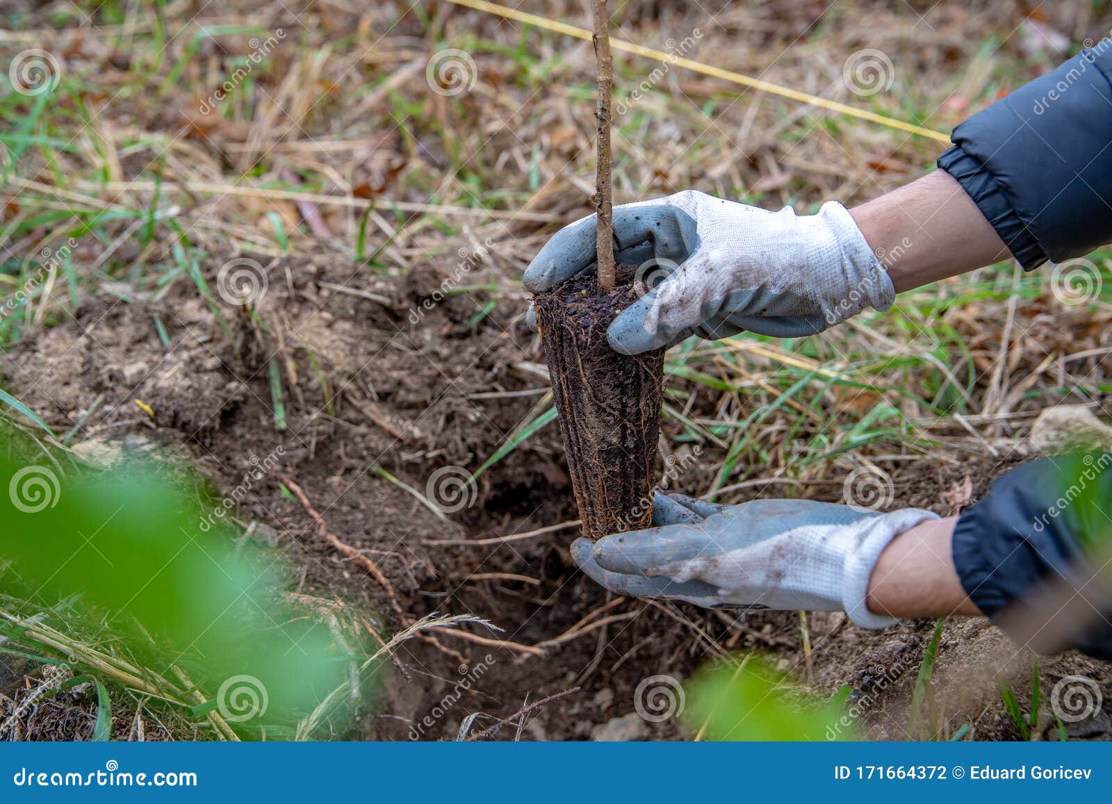 Planting Young Tree in Forest after Devastating Wind Stock Photo ...