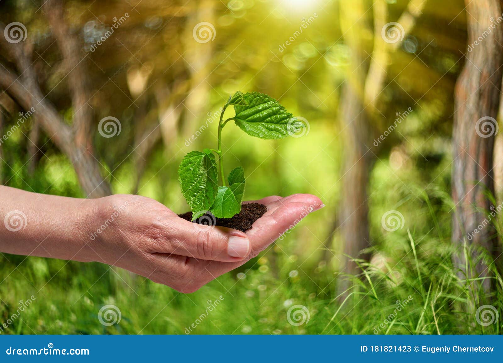 Planting a Young Tree in the Forest.Growing,Seedling Stock Image ...