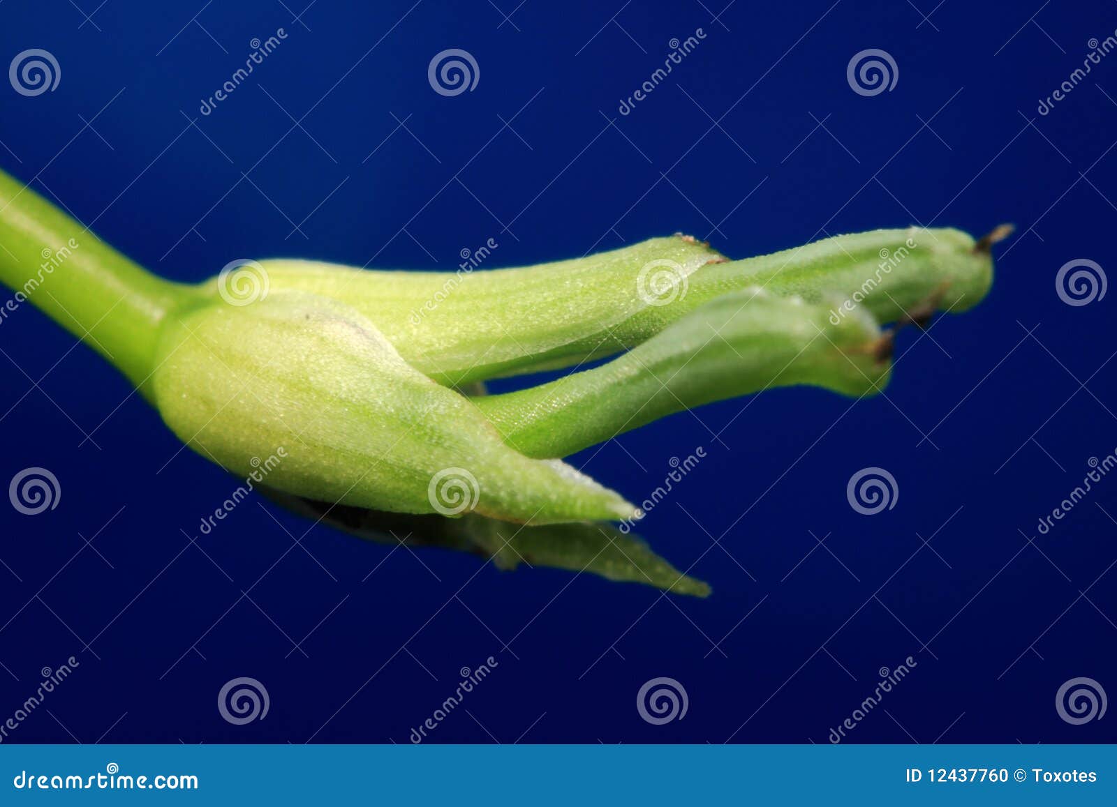 Plantlet stock photo. Image of environment, grow, botany - 12437760