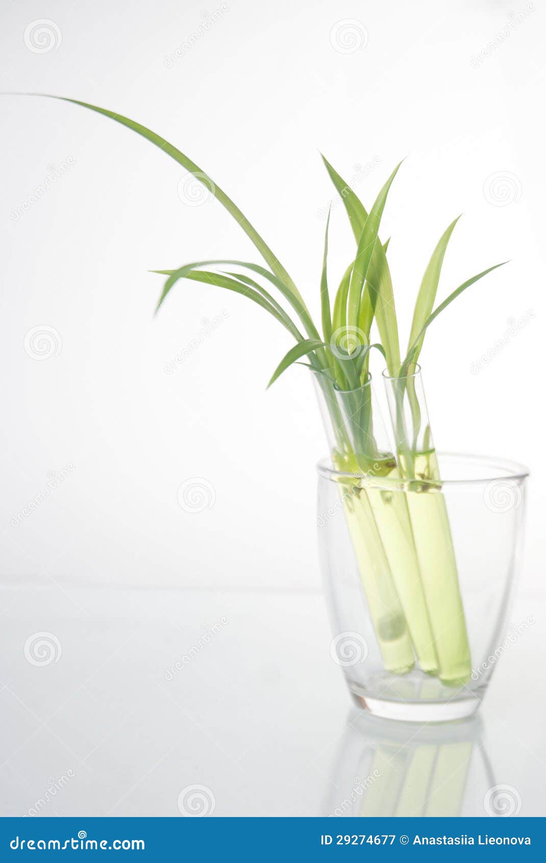 Plantlet stock image. Image of leafs, botanical, bright - 29274677