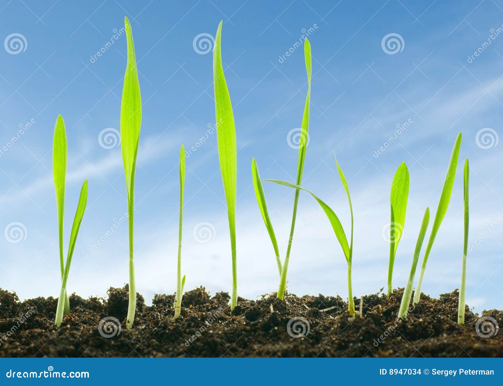 Plants stock photo. Image of healthy, bright, blade, grow - 8947034