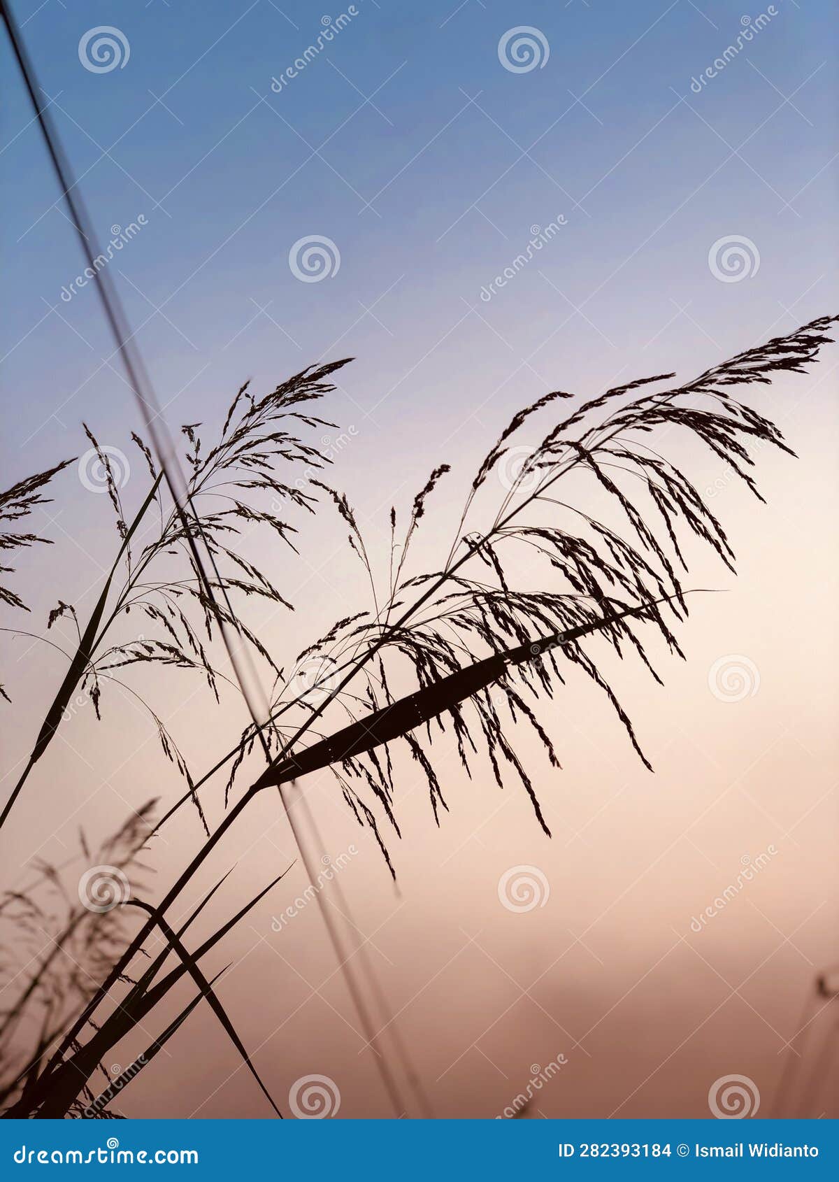 Plants in the Afternoon Under Dusk Stock Photo - Image of nature ...