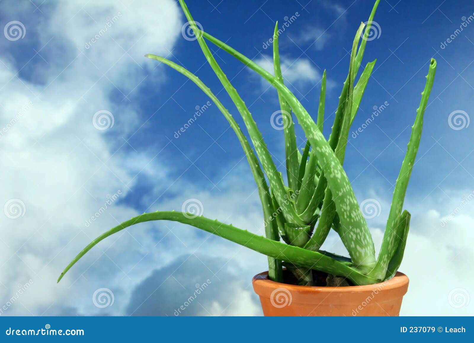 Plants - Aloe Vera - Stem stock image. Image of medical - 237079