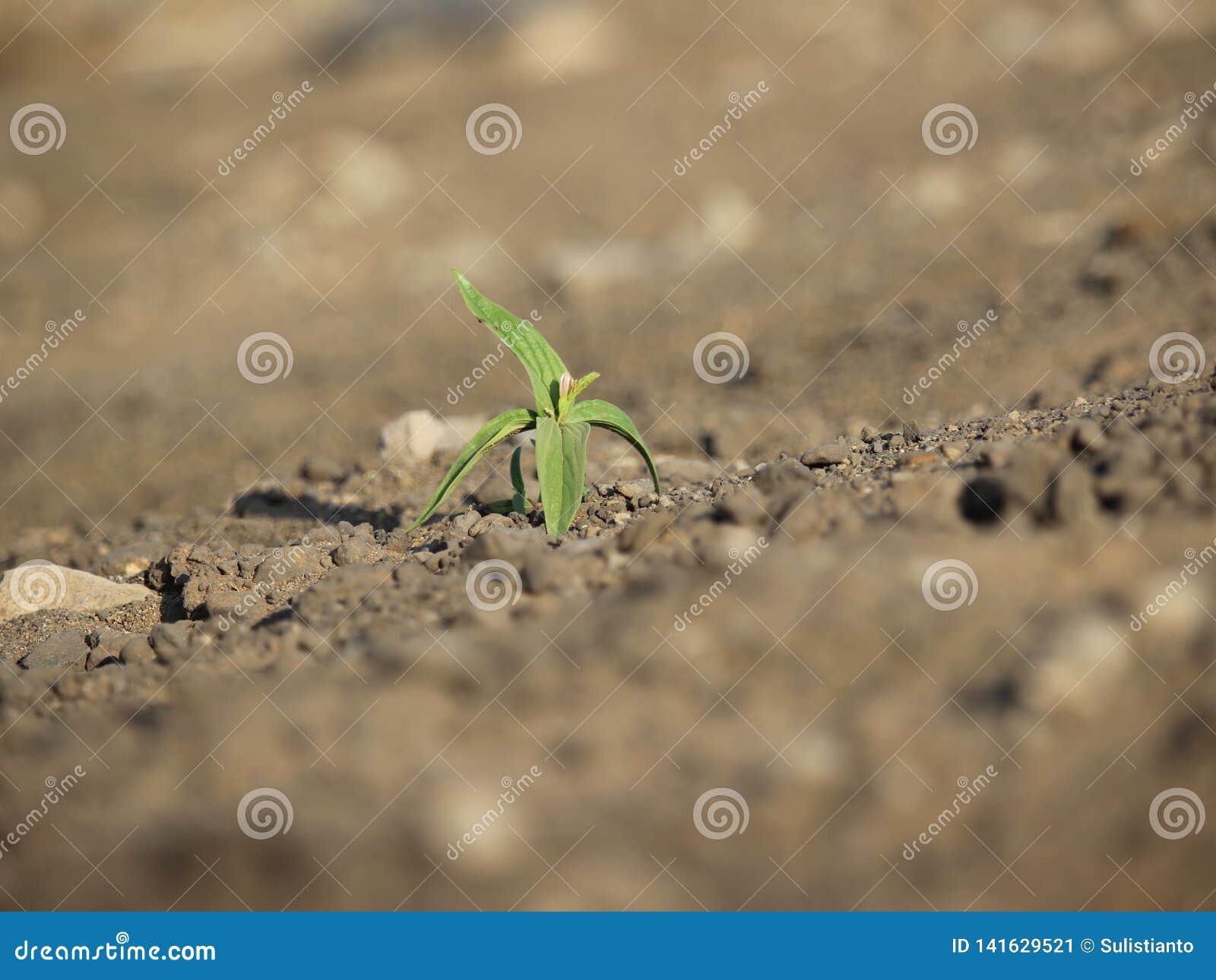 Plant alone on the ground stock image. Image of nplants - 141629521