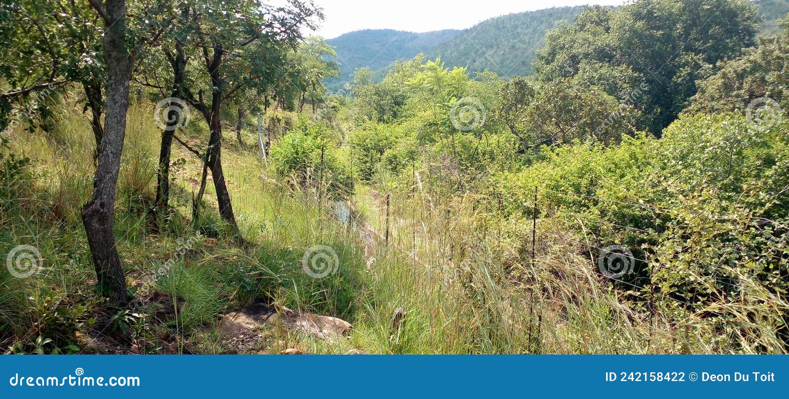 Plants Animals Grass Trees Veldt Stock Photo - Image of ridge, plant ...