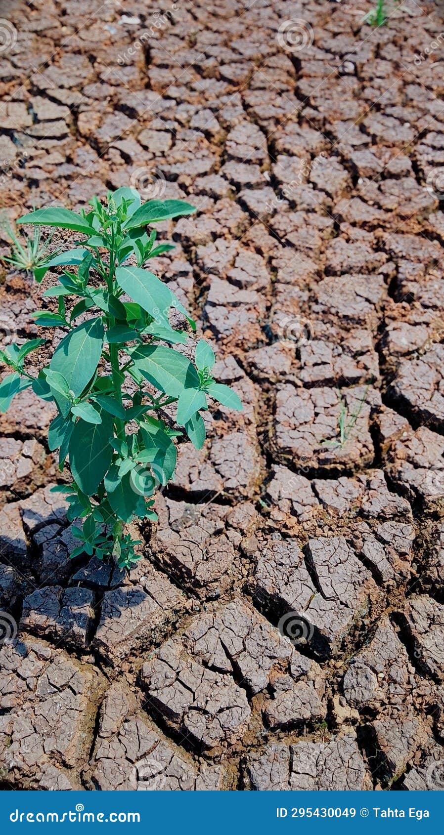 Plants in Arid Land during the Dry Season Stock Image - Image of season ...