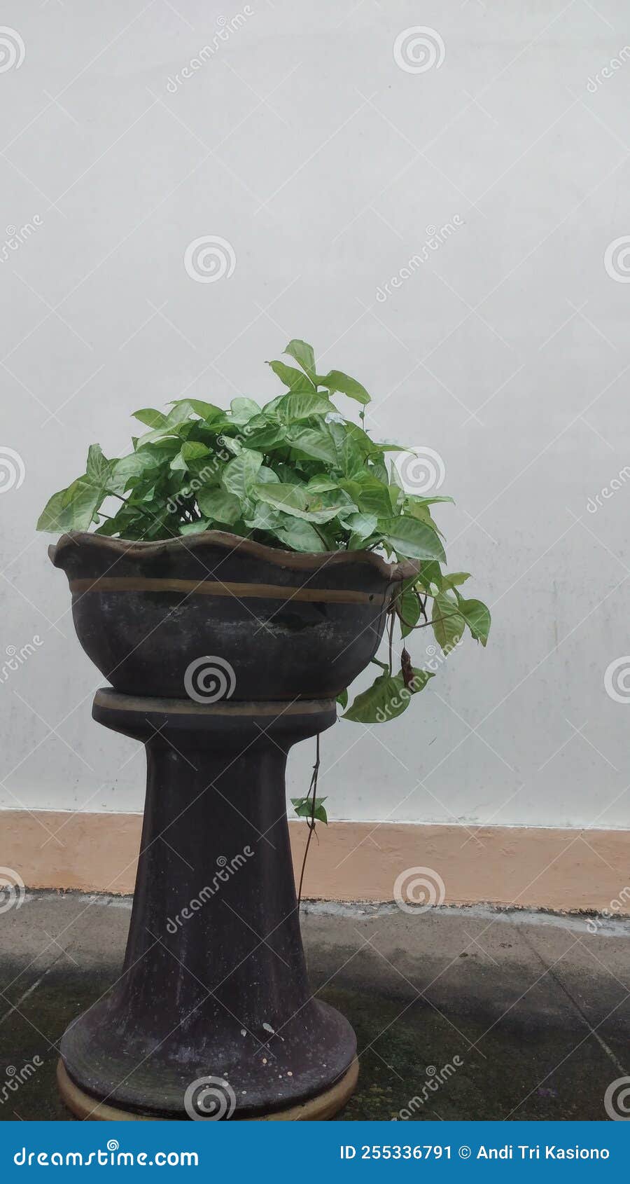 Plants Around the Bumi Panua Hospital Stock Image - Image of wall ...
