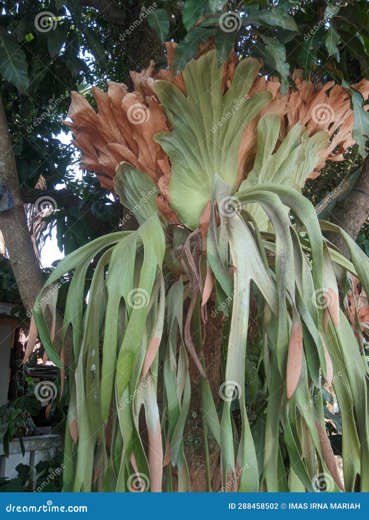 Plants Attached To the Trees Dangling Down Stock Photo - Image of ...