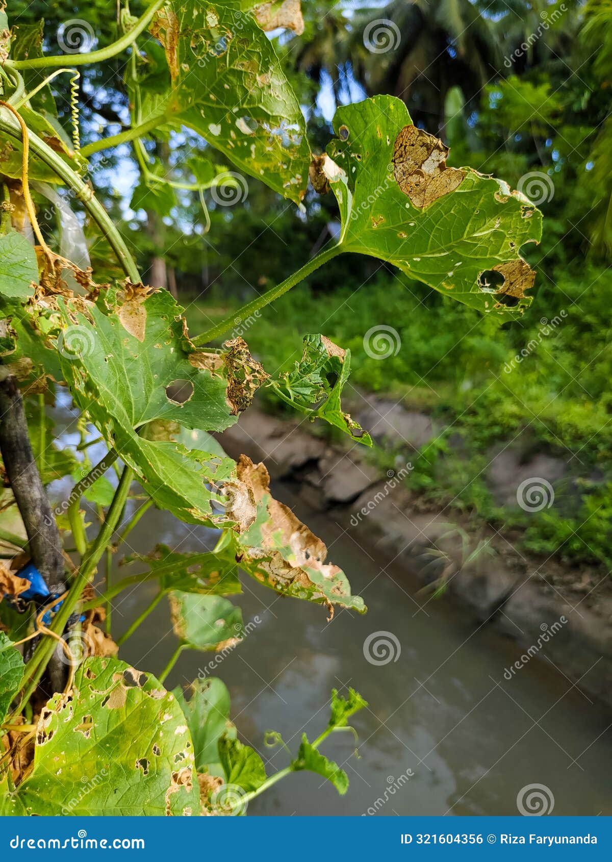 Plants attacked by pests stock photo. Image of flowers - 321604356