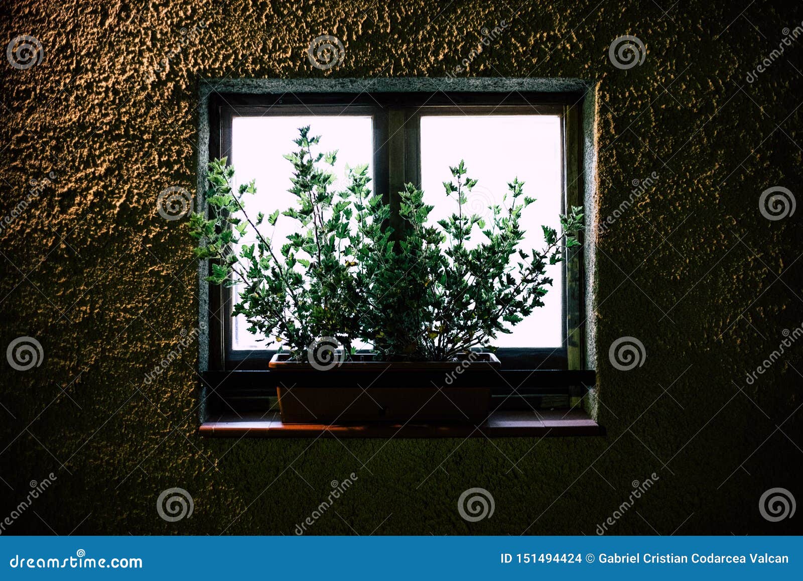 Plants on Back-lighted Window Outside View at Night Stock Photo - Image ...