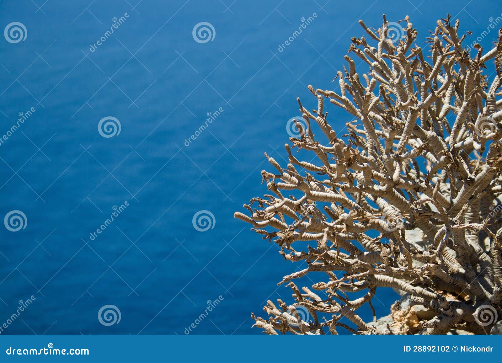 Plants on Background the Blue Sea Stock Photo - Image of view, aegean ...