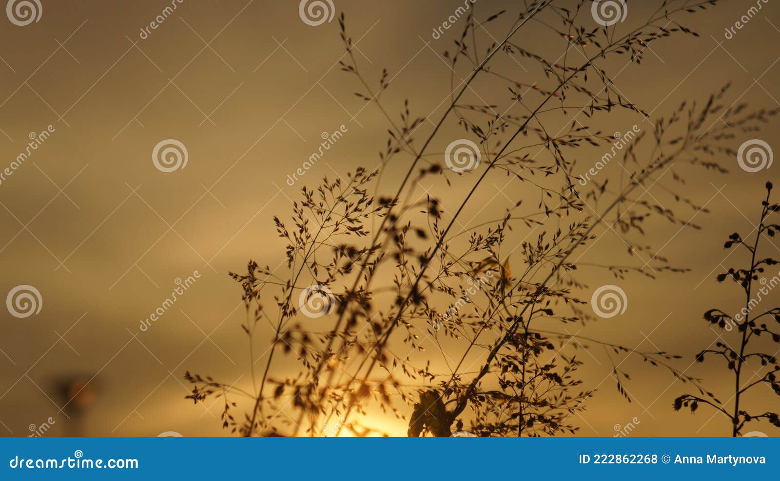 Plants on Background of Sunset Sky Stock Photo - Image of branch ...