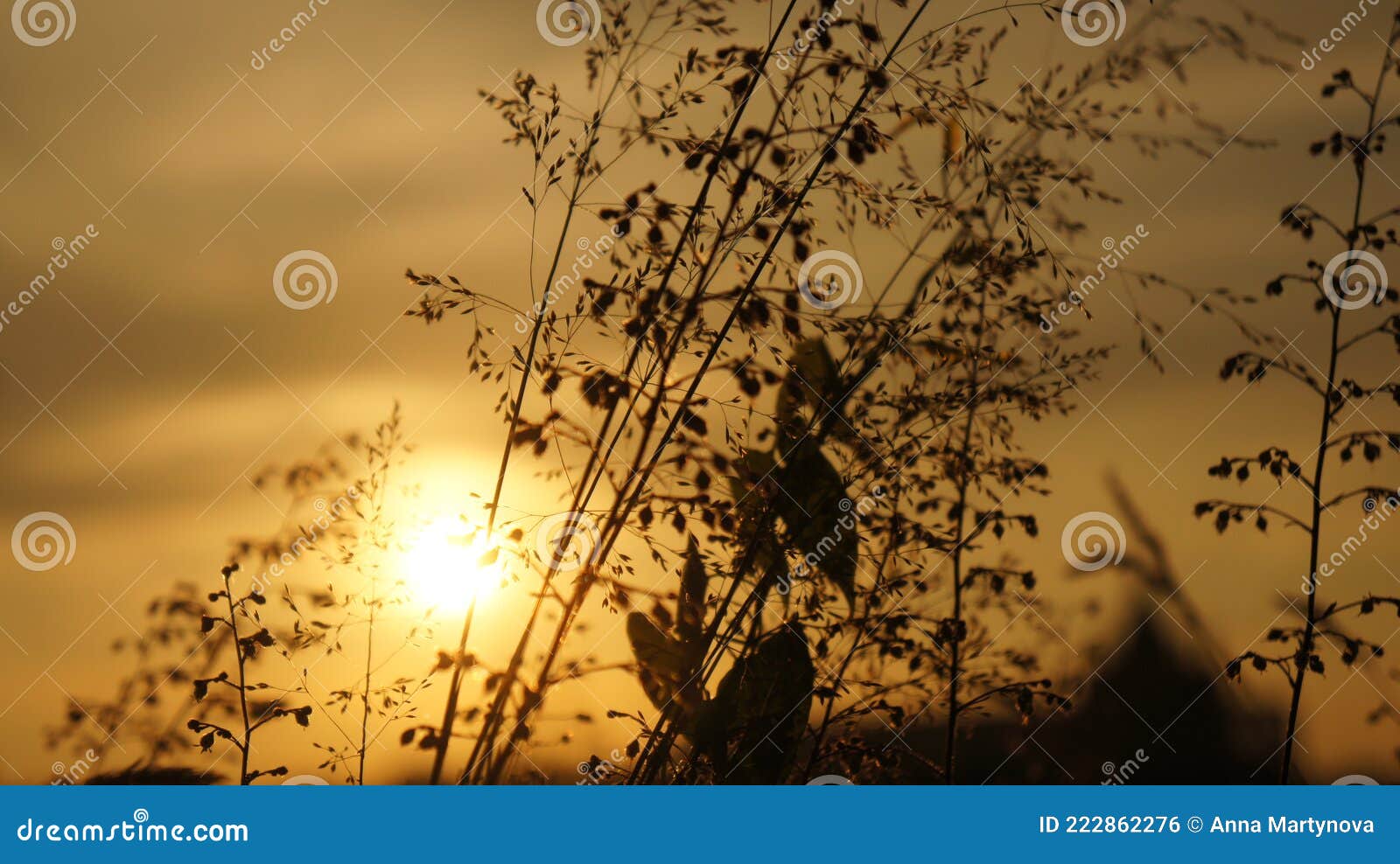 Plants on Background of Sunset Sky Stock Photo - Image of evening, dusk ...