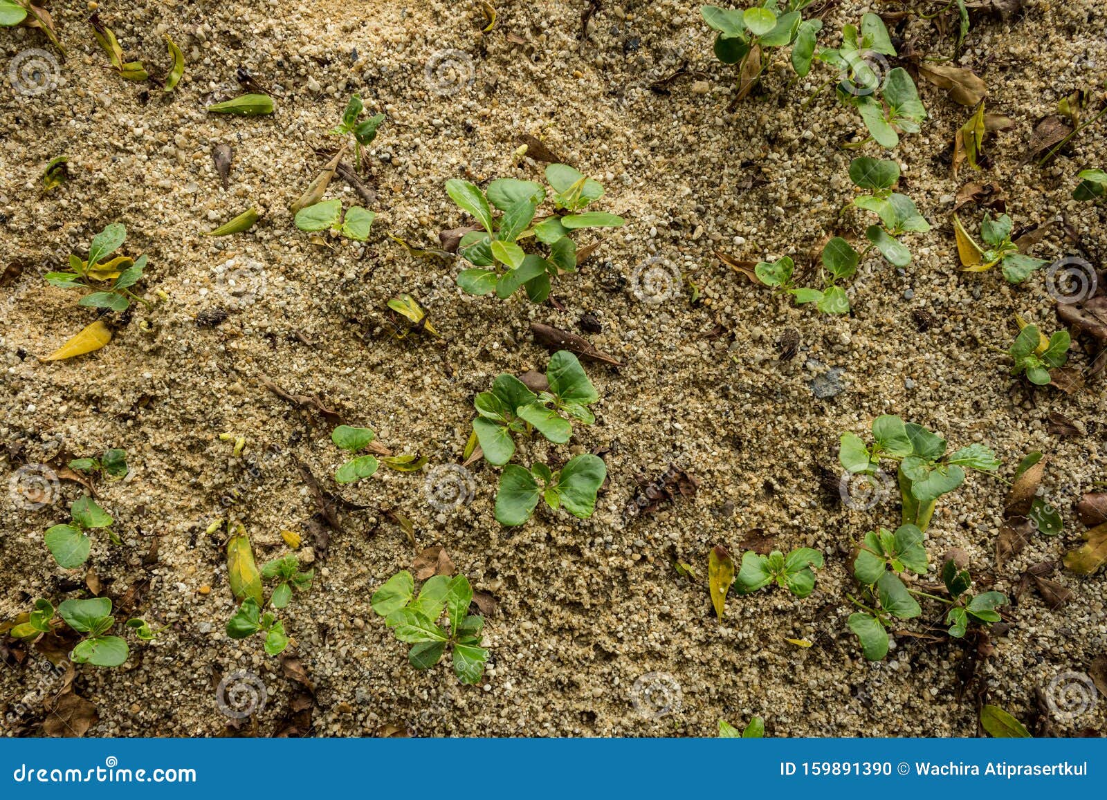Sapling / Leaf / Natural Background Stock Photo - Image of fresh ...