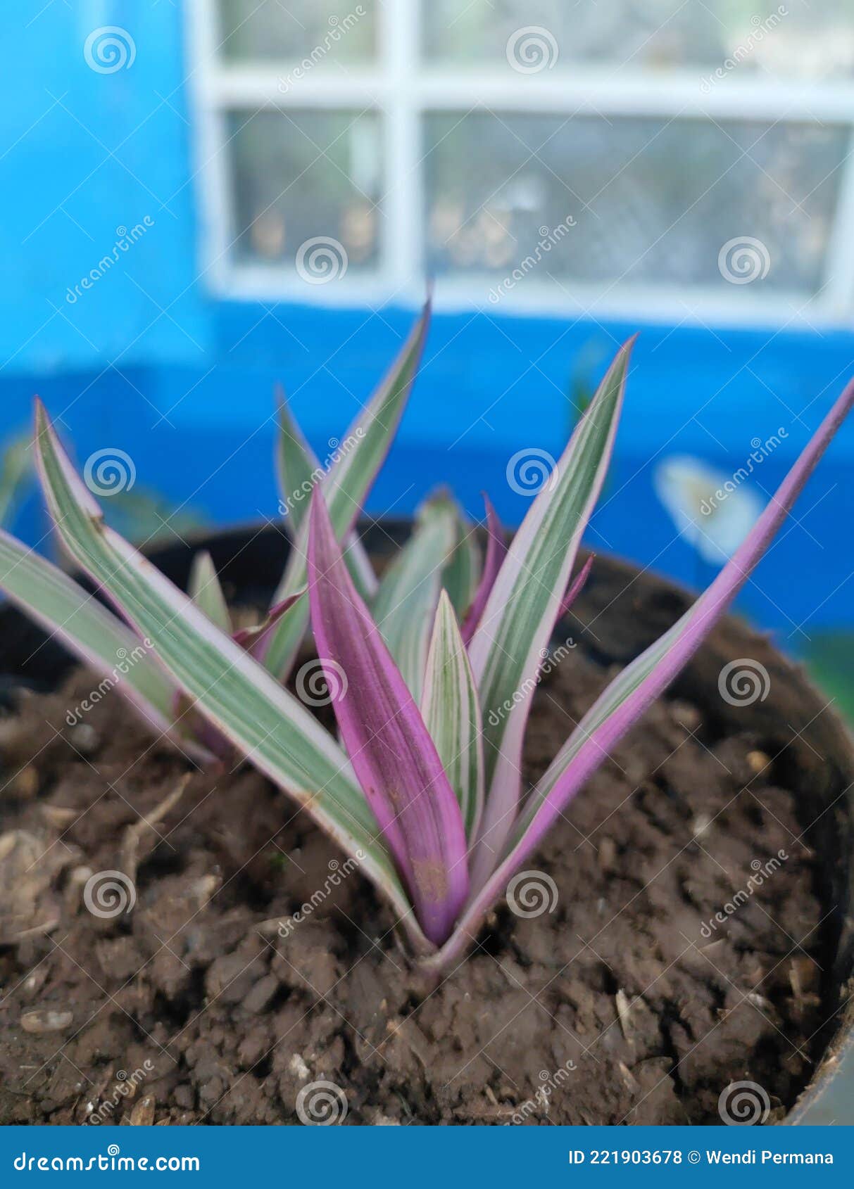 Plants with 3 Beautiful Colors Stock Photo - Image of beautiful, green ...