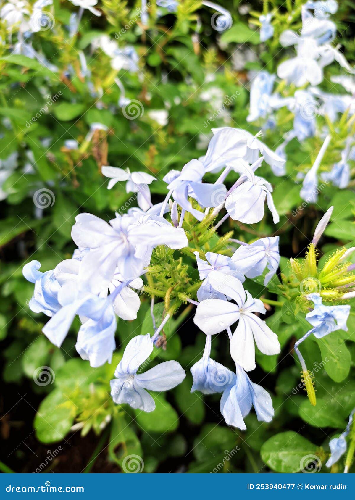Plants with Beautiful and Exotic Blue Flowers Stock Image - Image of ...