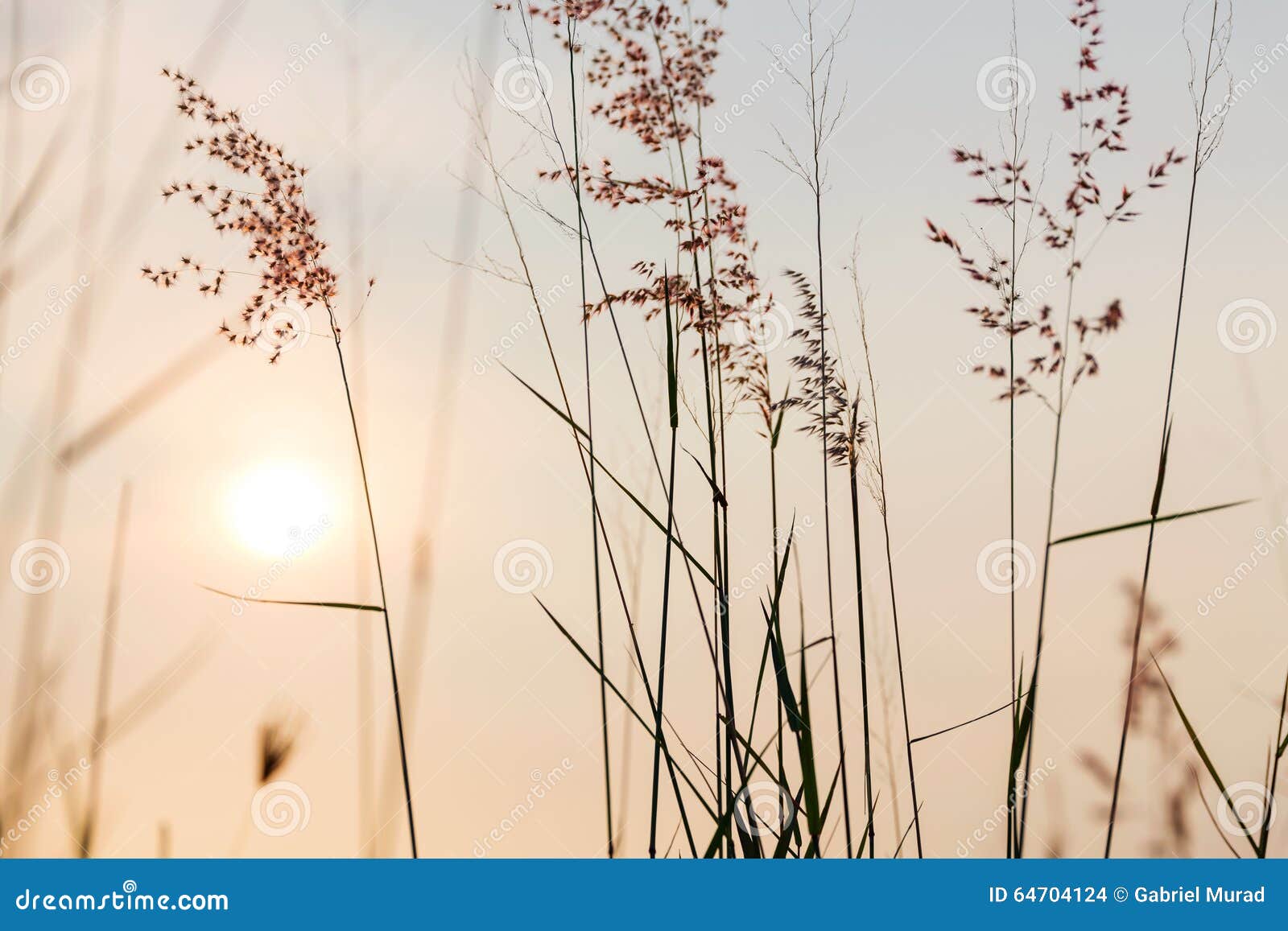 Plants with Beautiful Sunset Stock Photo - Image of plants, golden ...