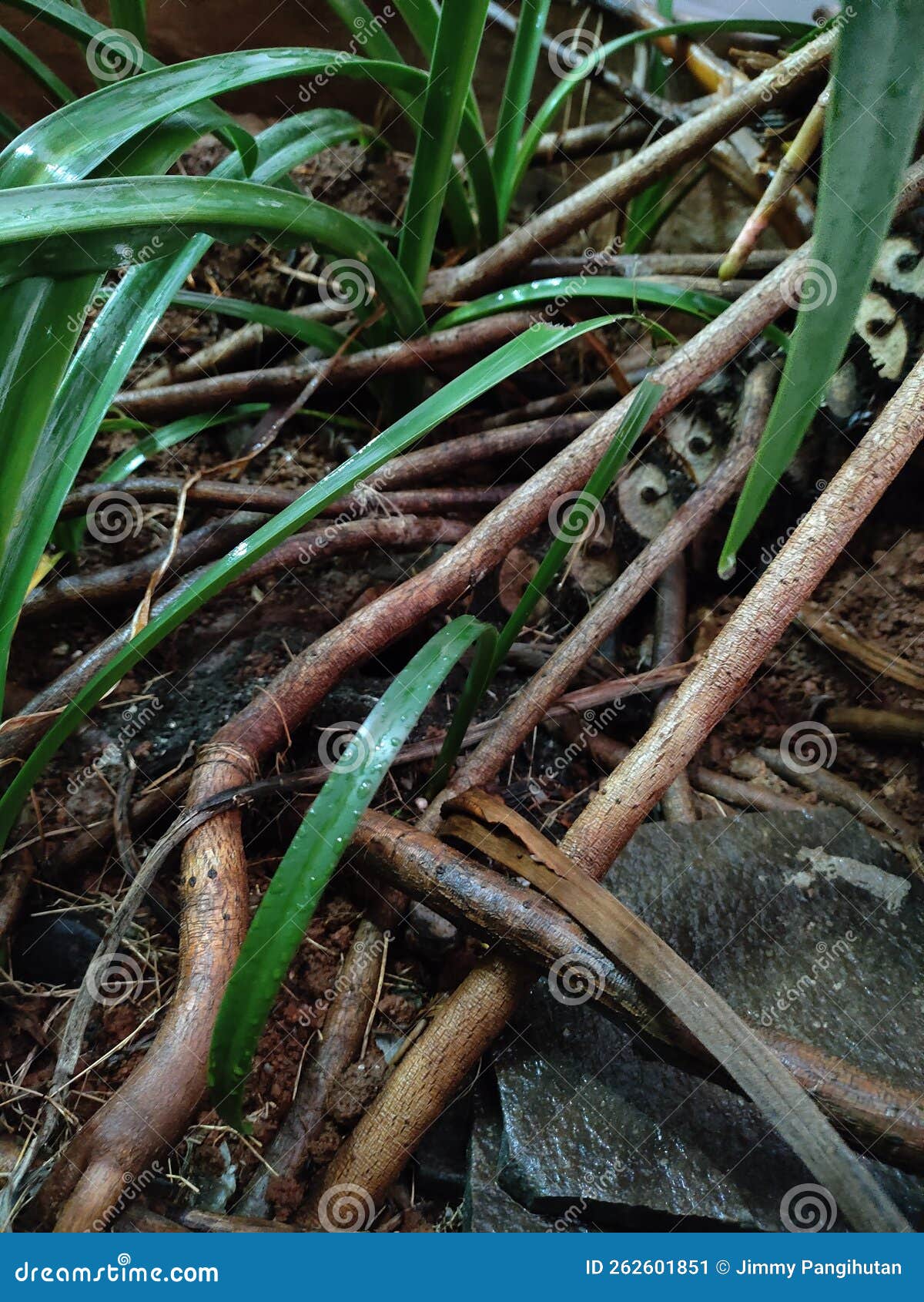 Plants in Beauty Forest Trap Stock Image - Image of beauty, insect ...