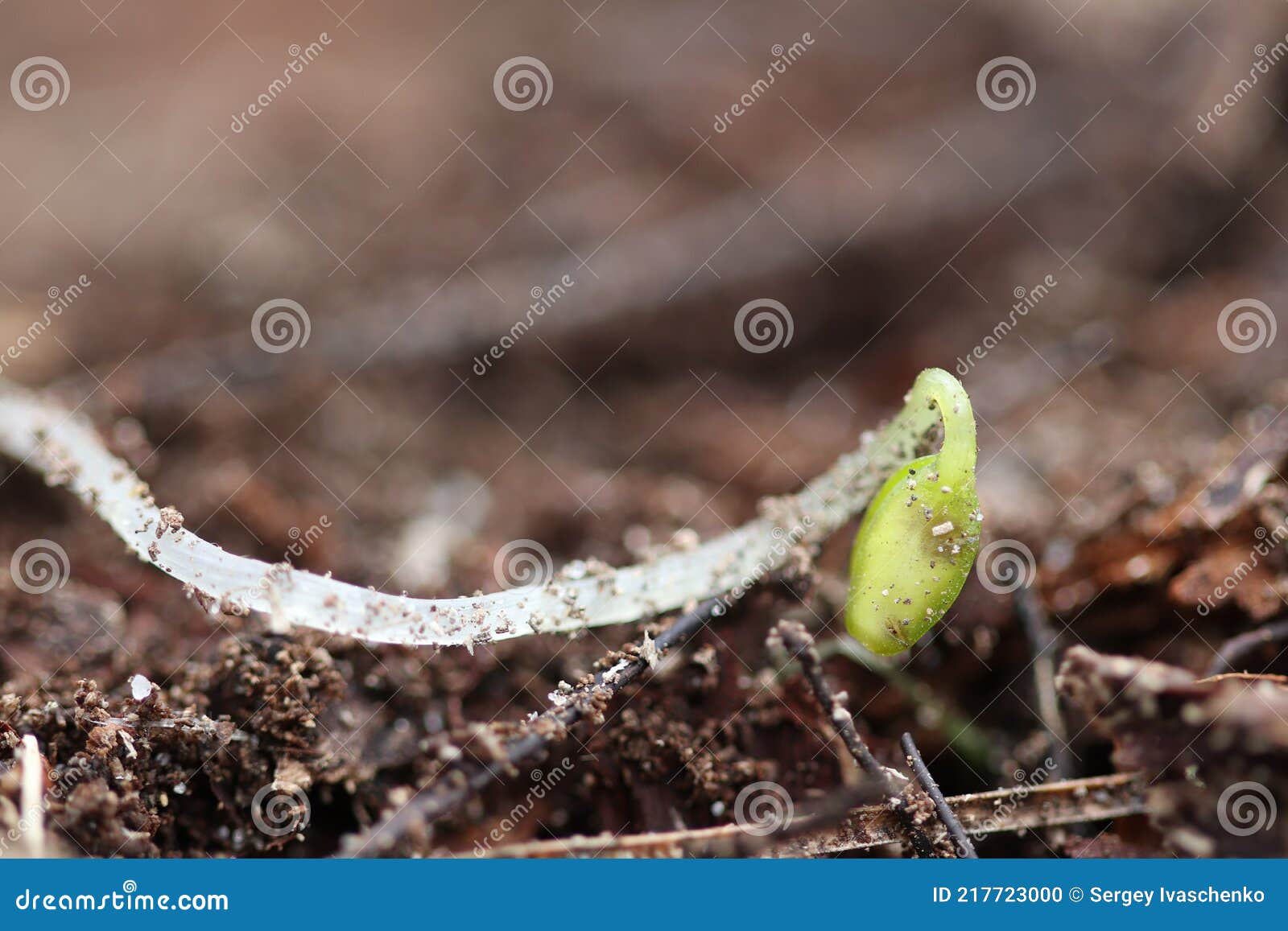 Plants Begin To Grow in the Spring. Stock Photo - Image of daisy ...