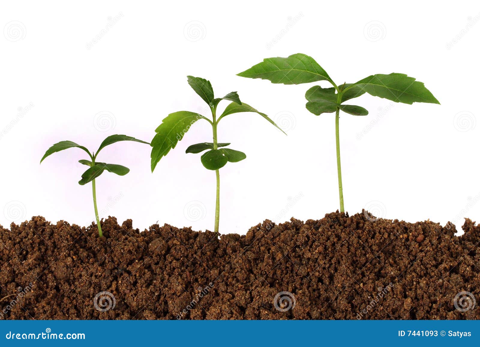 Plants-Beginning new life stock image. Image of green - 7441093