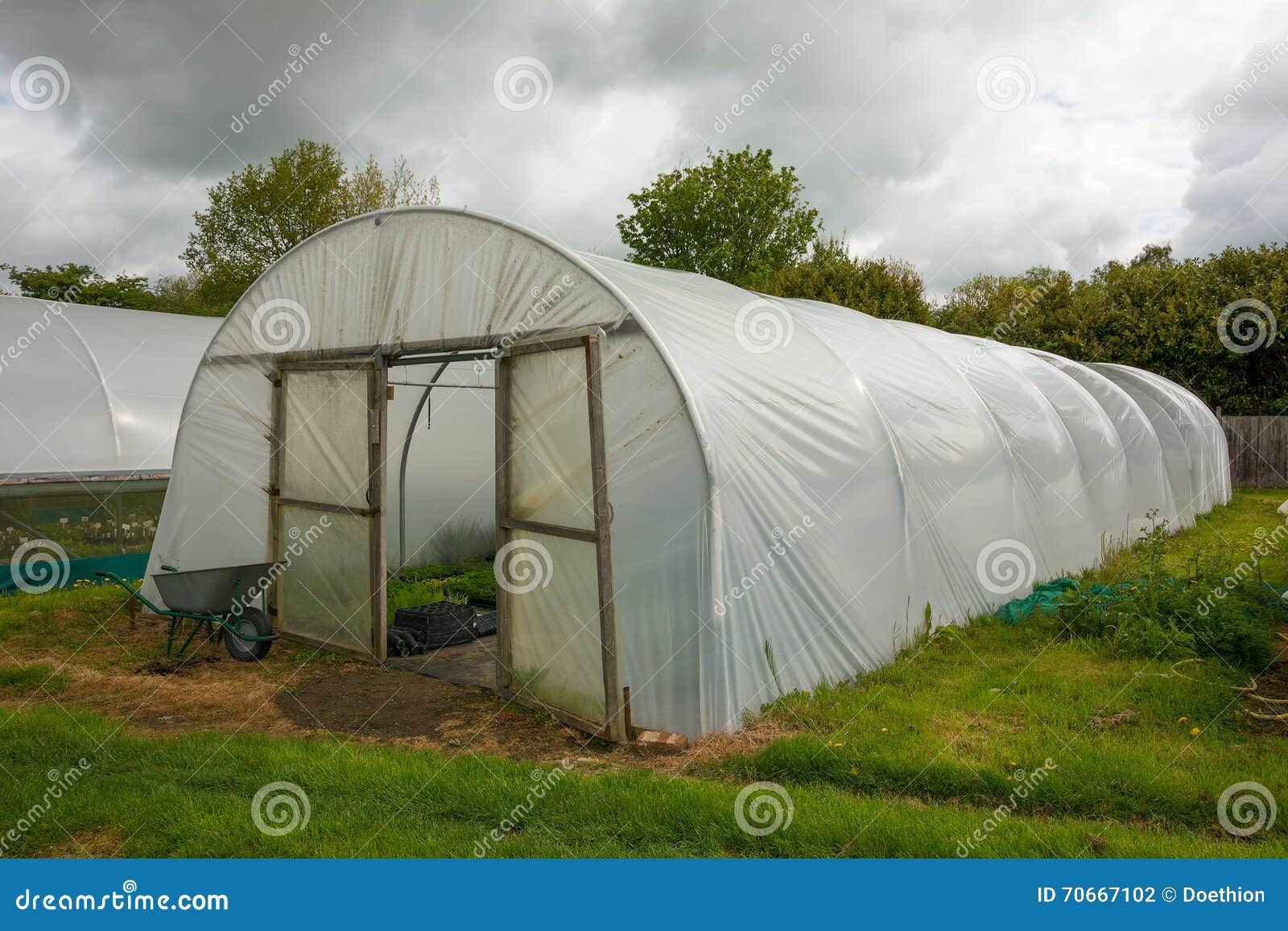 Plants Being Grown Inside a Polytunnel Stock Photo - Image of ...