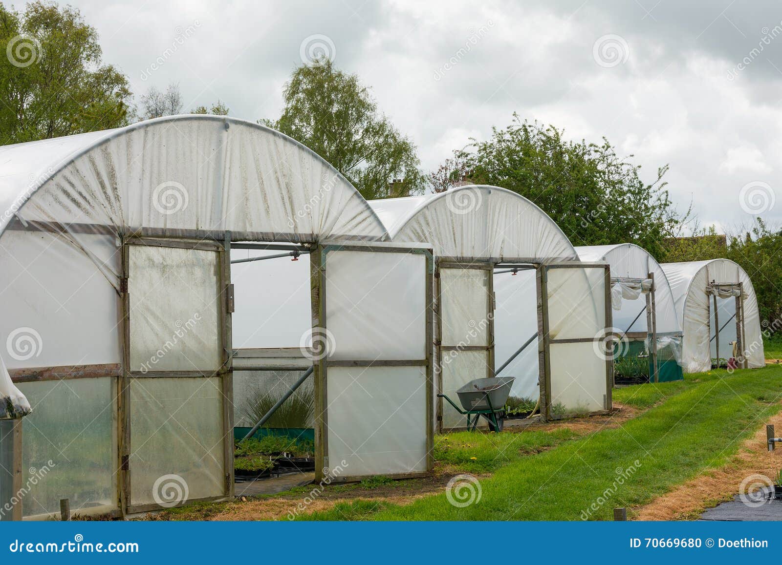 Plants Being Grown Inside a Polytunnel Stock Photo - Image of foliage ...