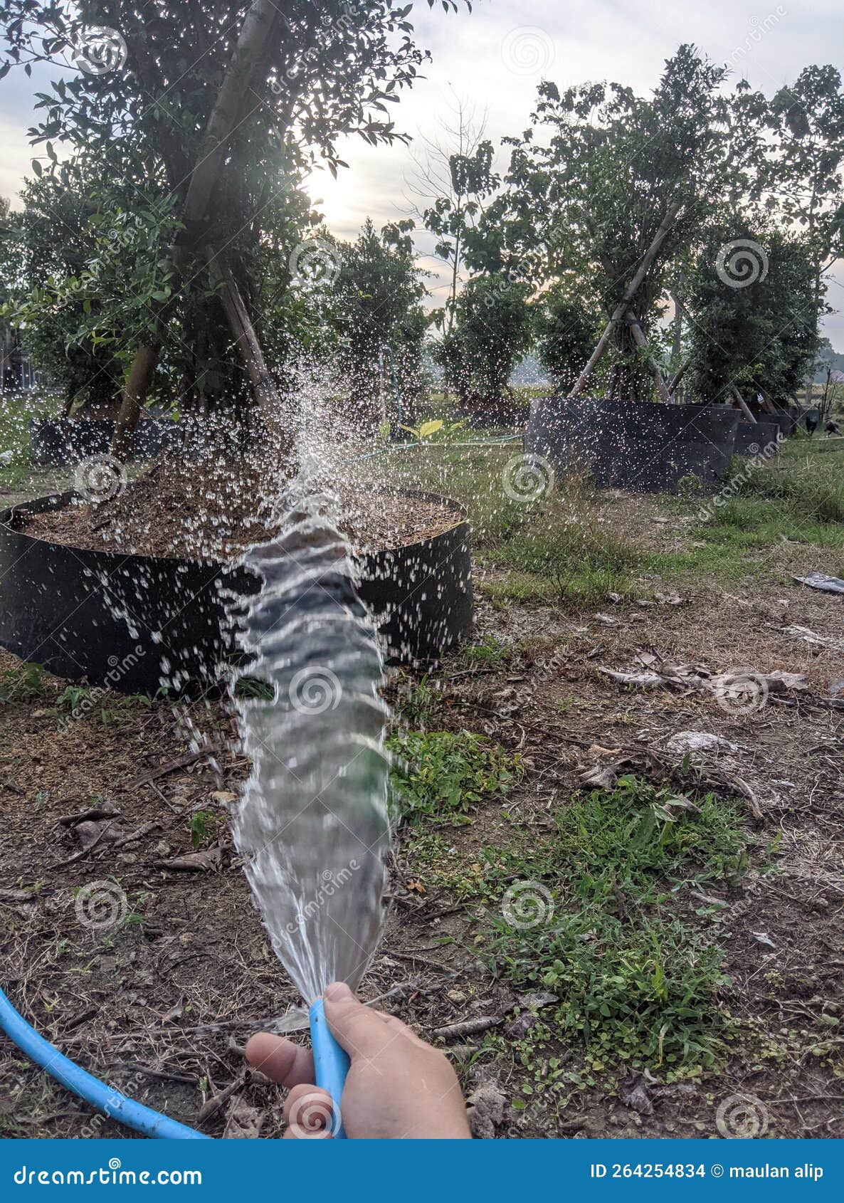 Plants that are Being Watered so they Can Survive Stock Photo - Image ...