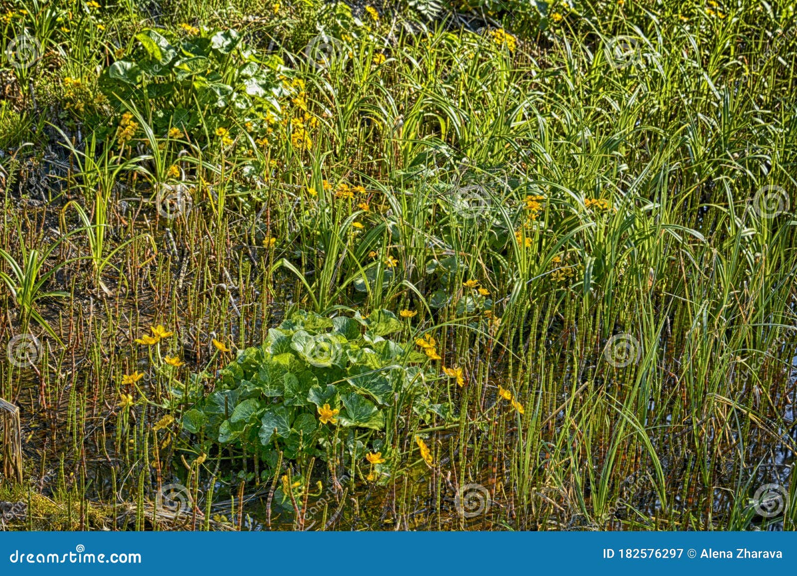 Plants in the Belarusian Swamp. Vitebsk Region Stock Image - Image of belarus, mere: 182576297